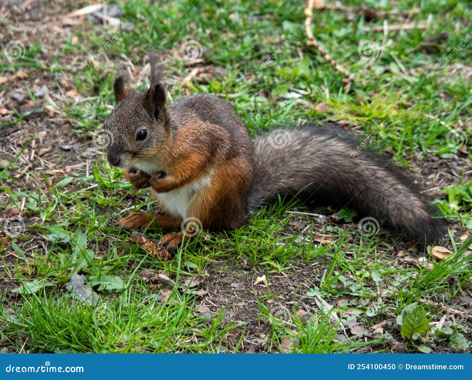 Small Orange Fluffy Squirell Watching in Camera Stock Photo - Image of ...