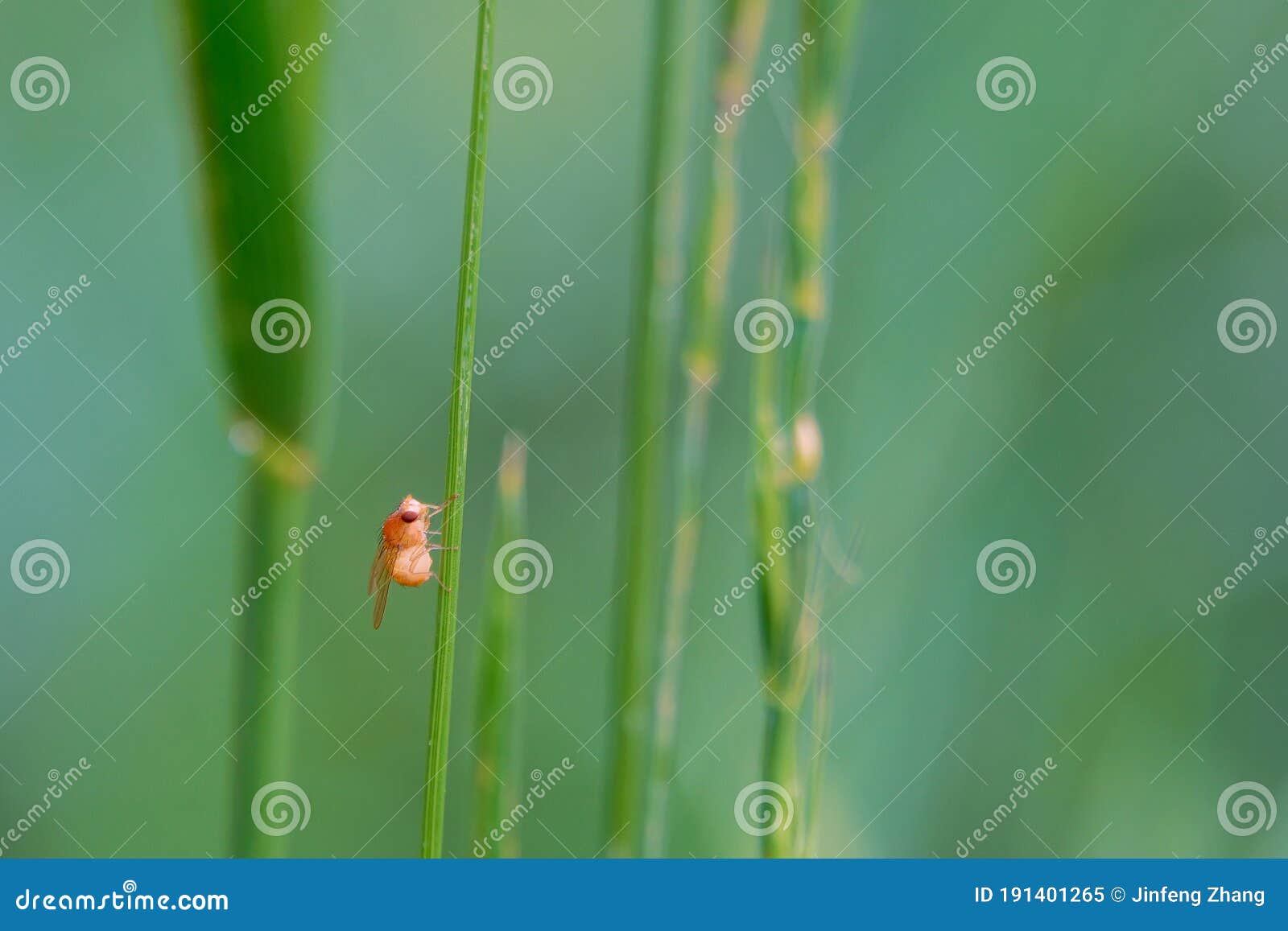 Small orange fly stock image. Image of orange, animals - 191401265