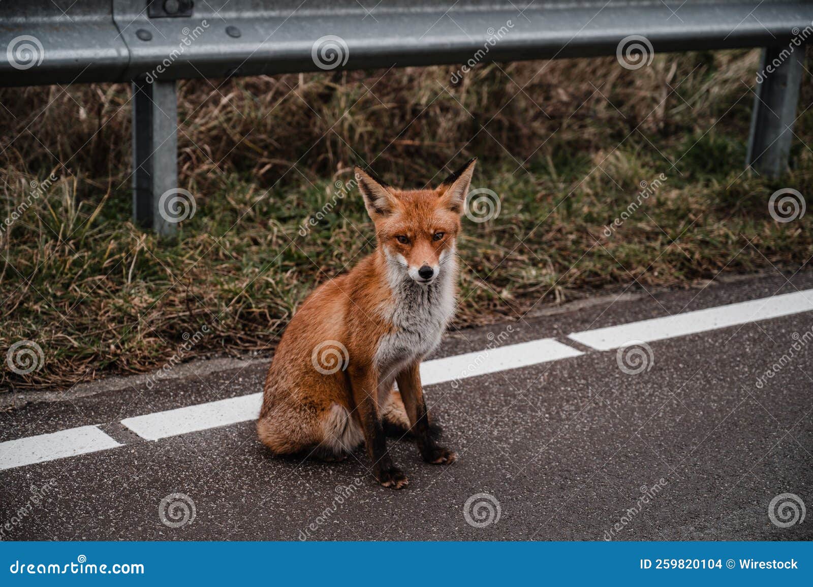 Small Orange Fox Sitting on the Side of a Road Stock Photo - Image of ...