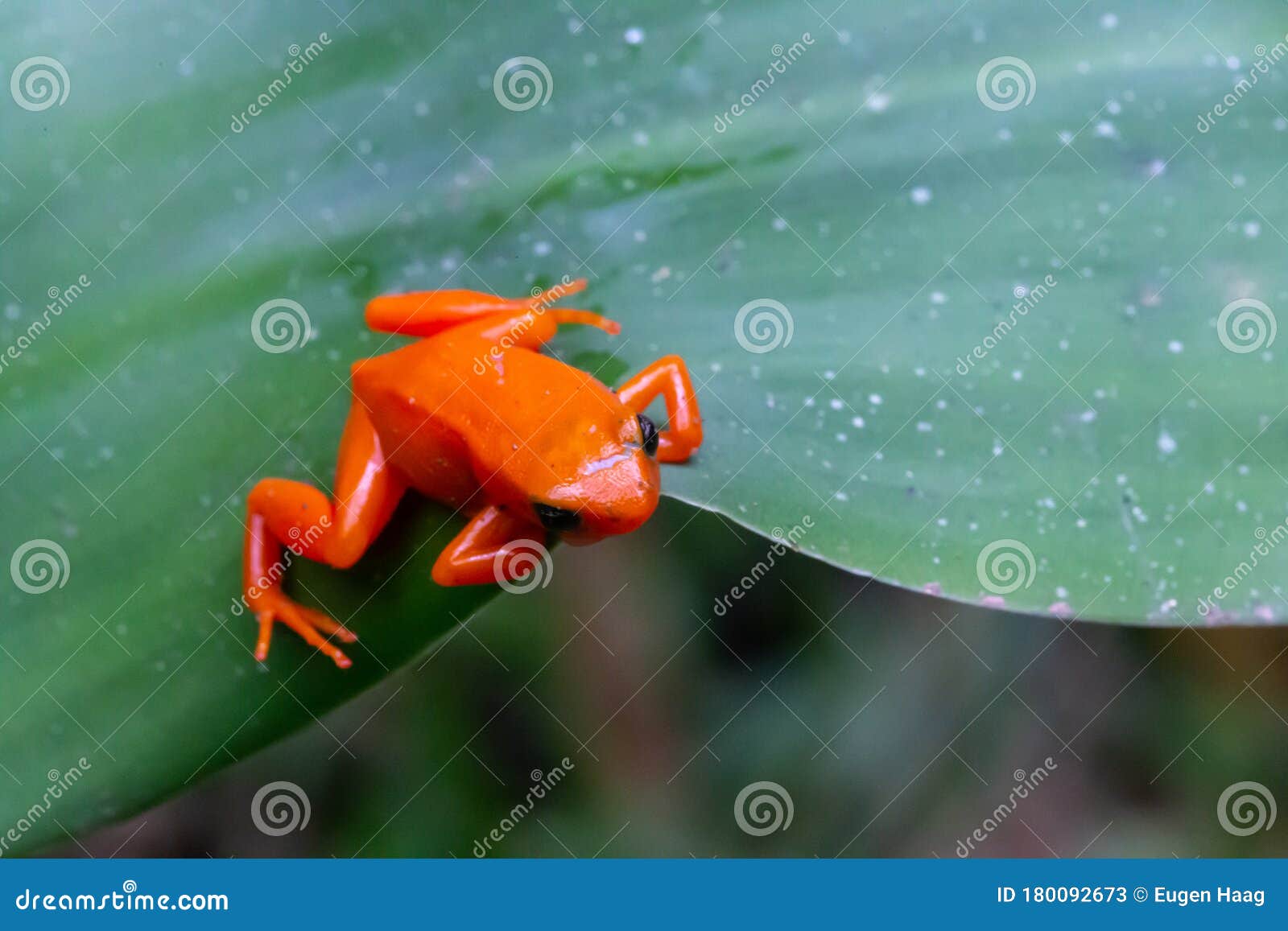 A Small Orange Frog on a Green Leaf Stock Image - Image of color, ocean ...