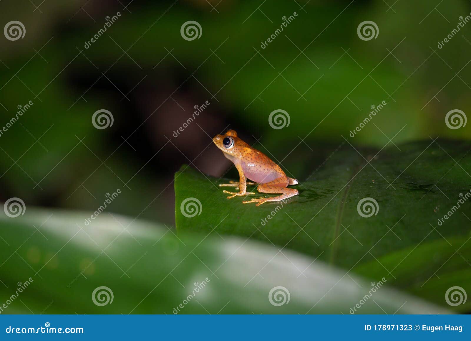 A Small Orange Frog is Sitting on a Leaf Stock Image - Image of african ...