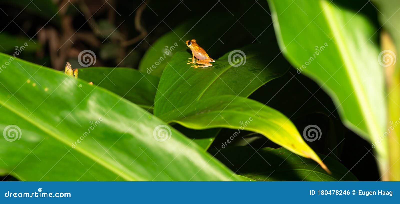 A Small Orange Frog is Sitting on a Leaf Stock Photo - Image of leaf ...