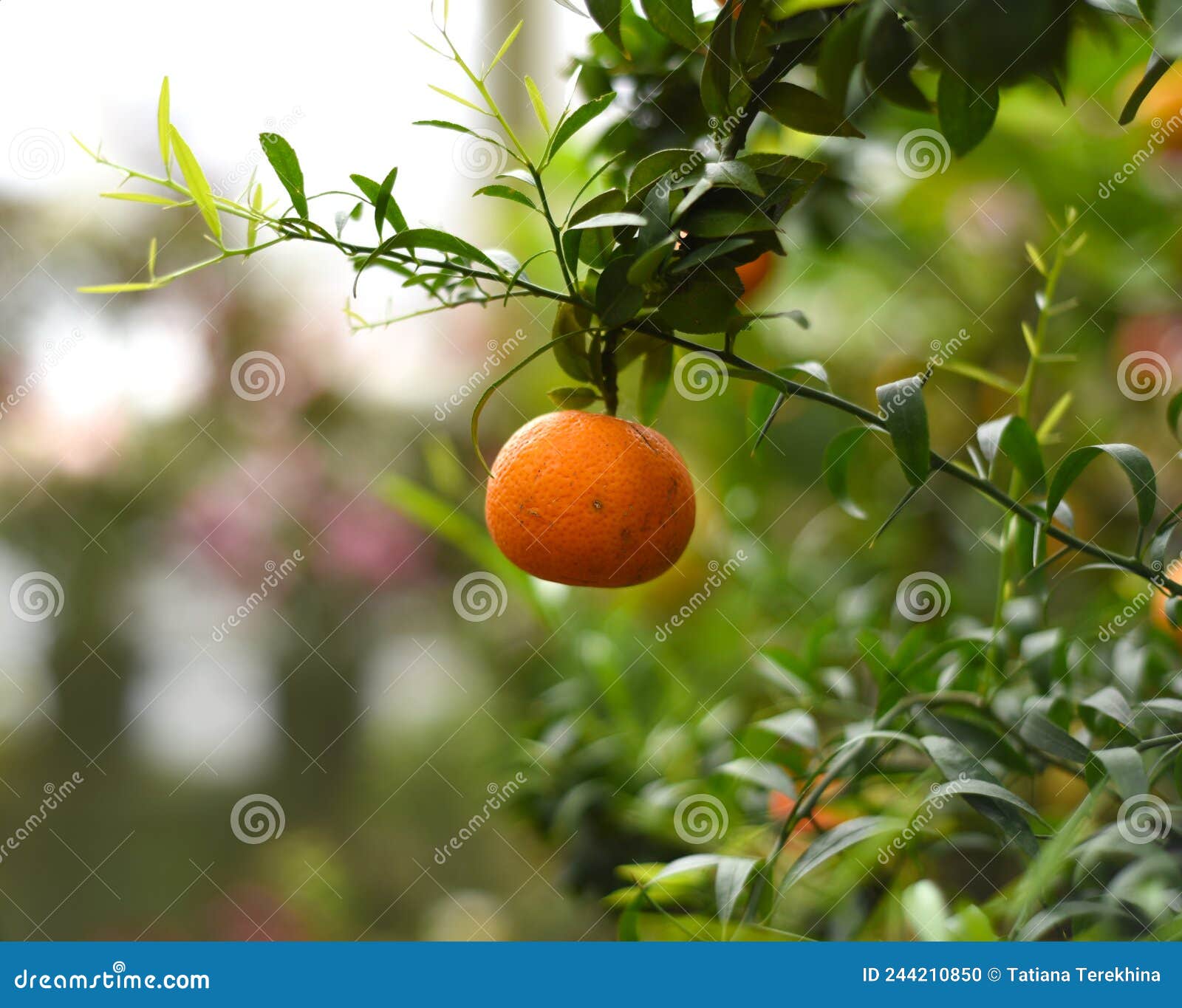 Small Orange Fruit Growing on a Tree. Stock Photo - Image of bright ...