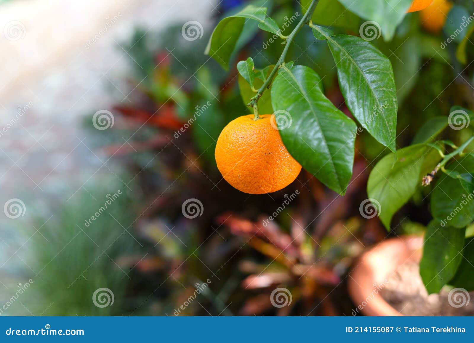 Small Orange Fruit Growing on a Tree. Stock Image - Image of delicious ...