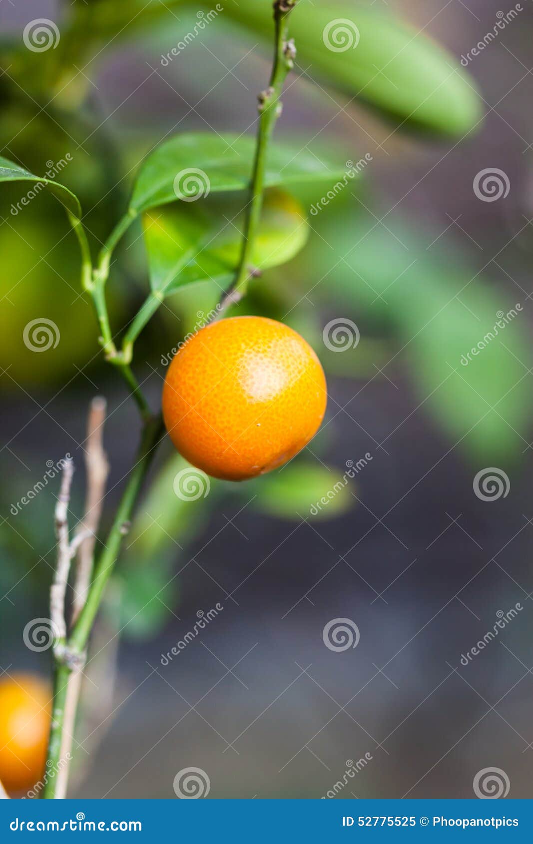 The small orange fruit stock image. Image of closeup - 52775525