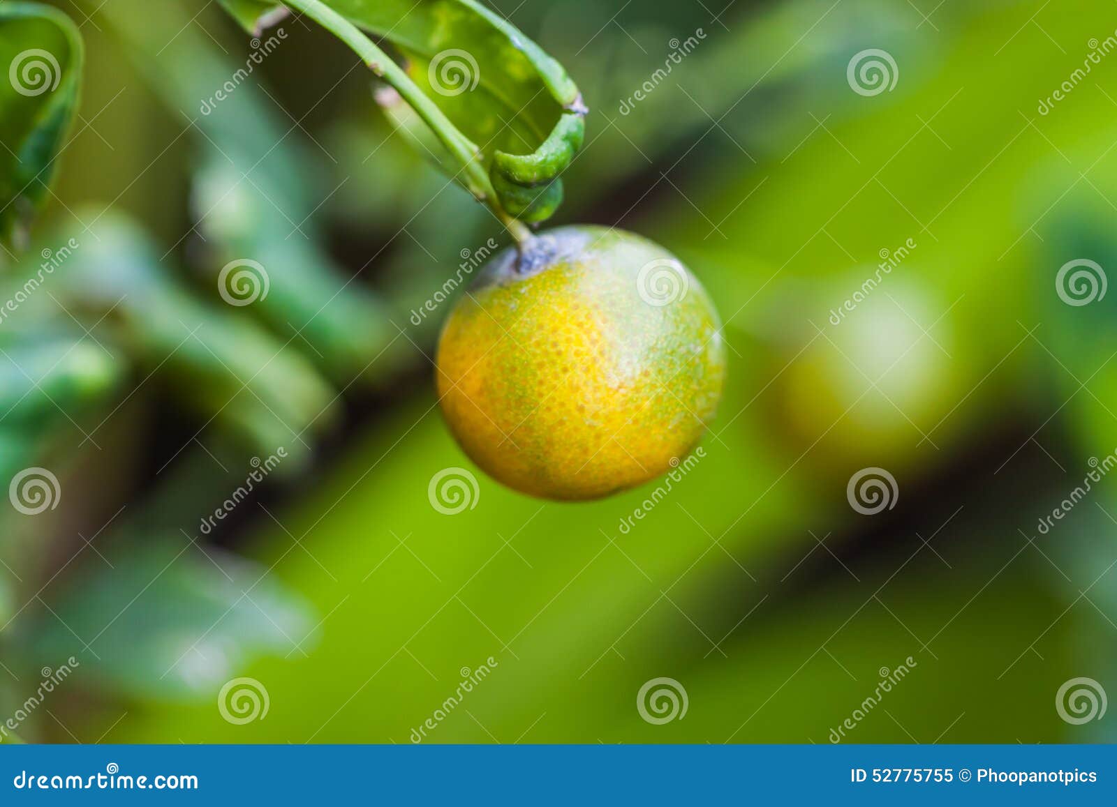 The small orange fruit stock image. Image of healthy - 52775755