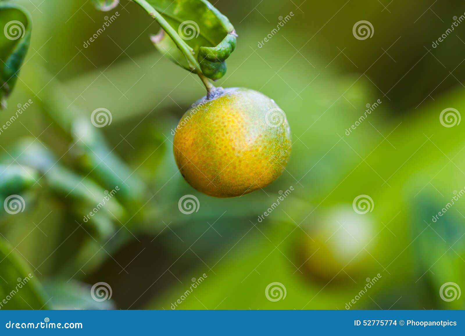 The small orange fruit stock photo. Image of fiber, baby - 52775774