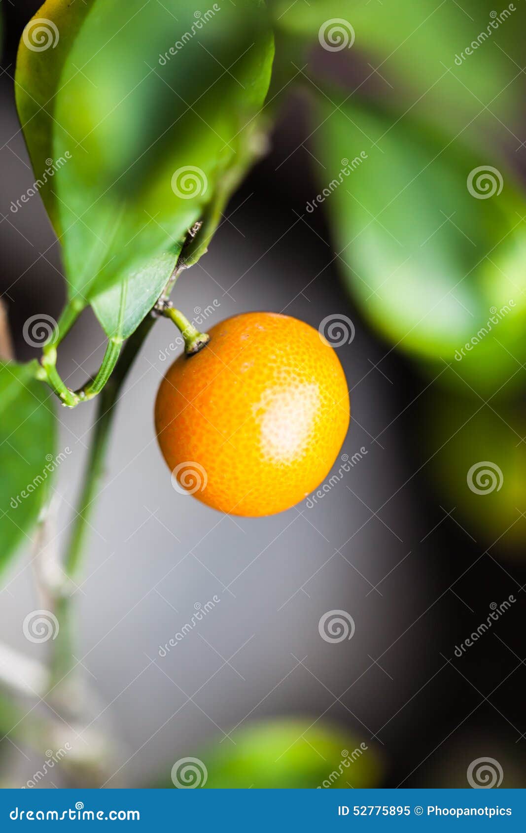 The small orange fruit stock image. Image of botany, fruits - 52775895
