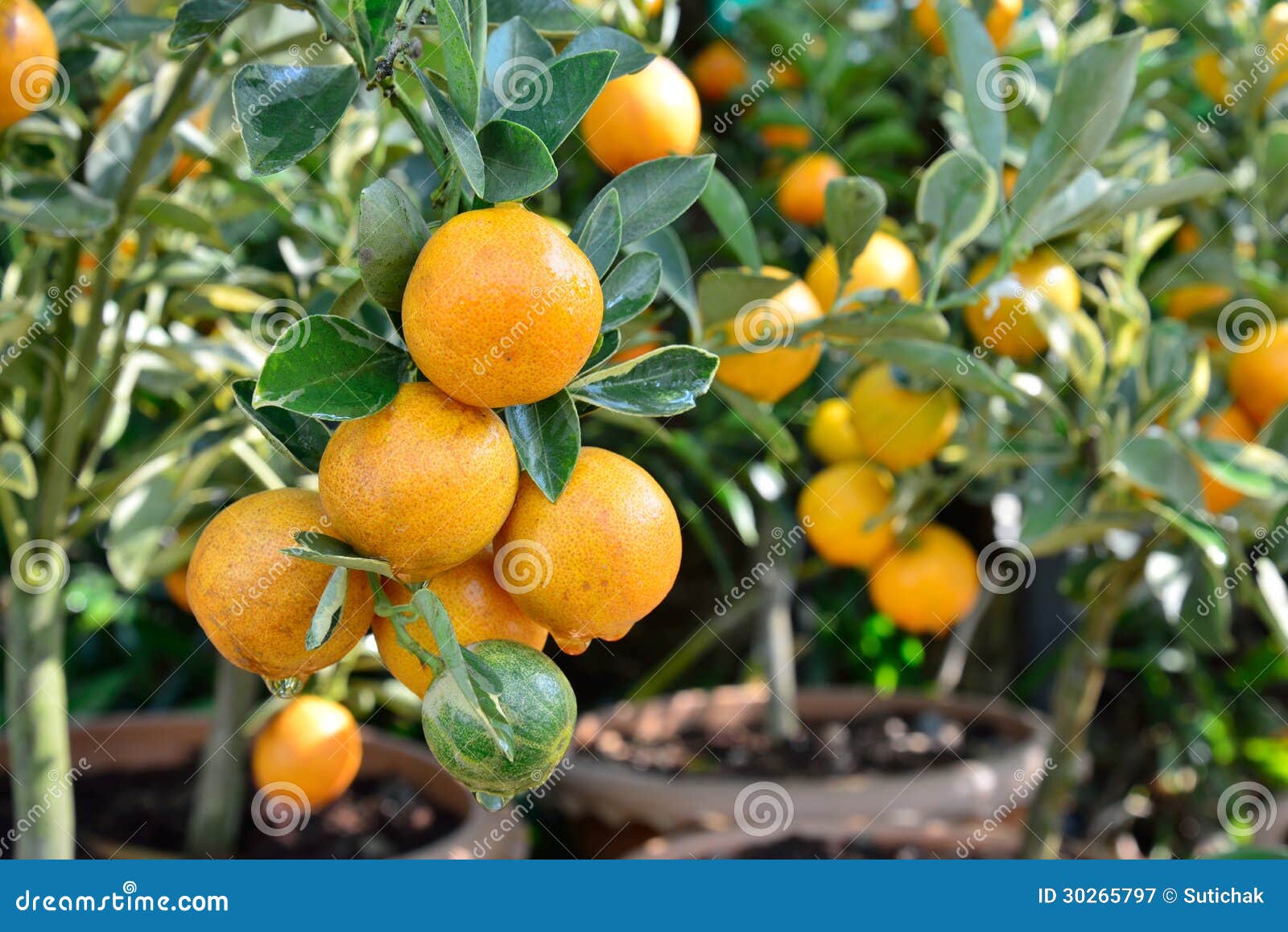 Orange tree fruits stock image. Image of closeup, delicious - 30265797
