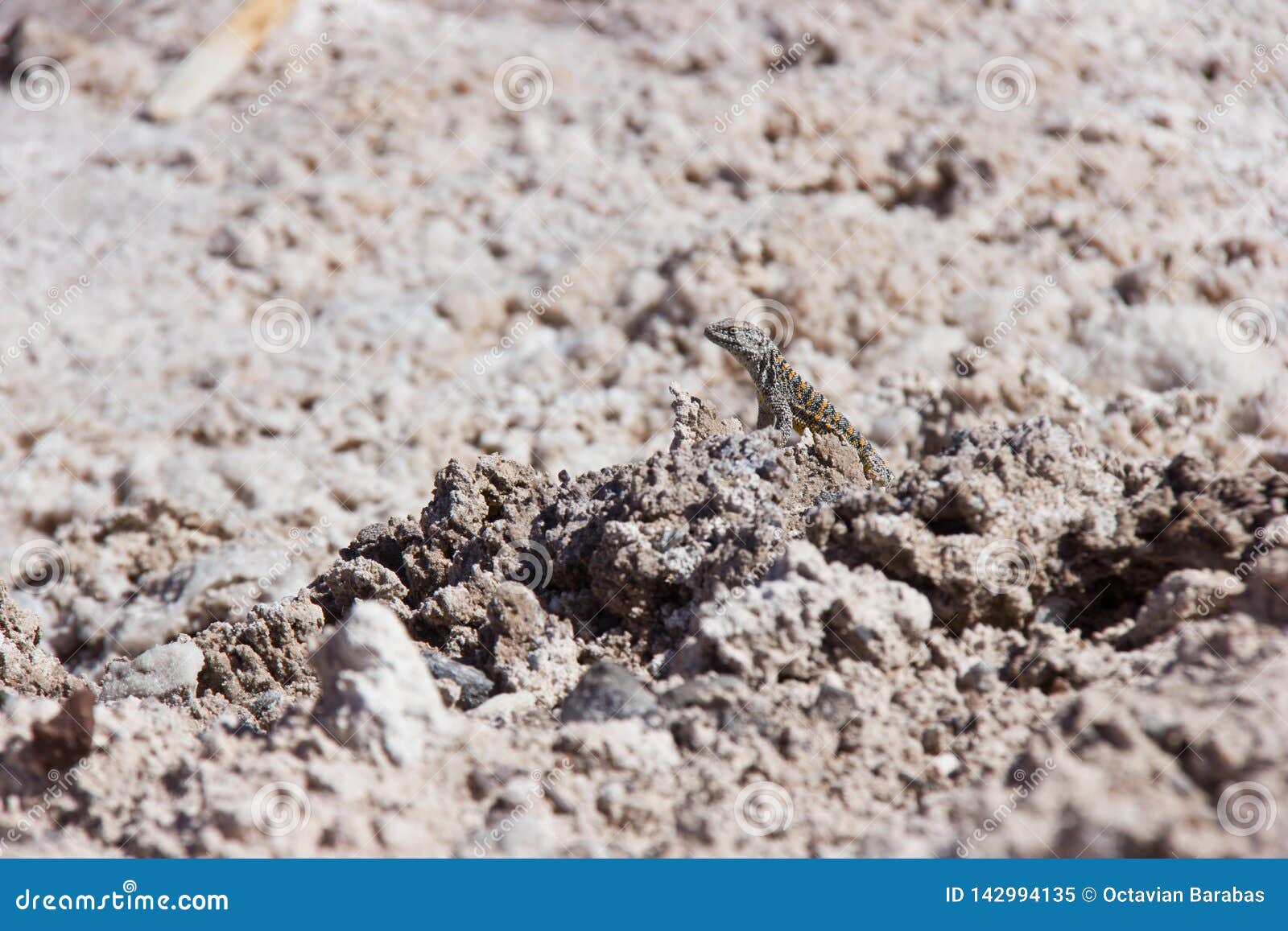 Small Orange Grey Lizard on Salty Rock in Atacama Stock Image - Image ...