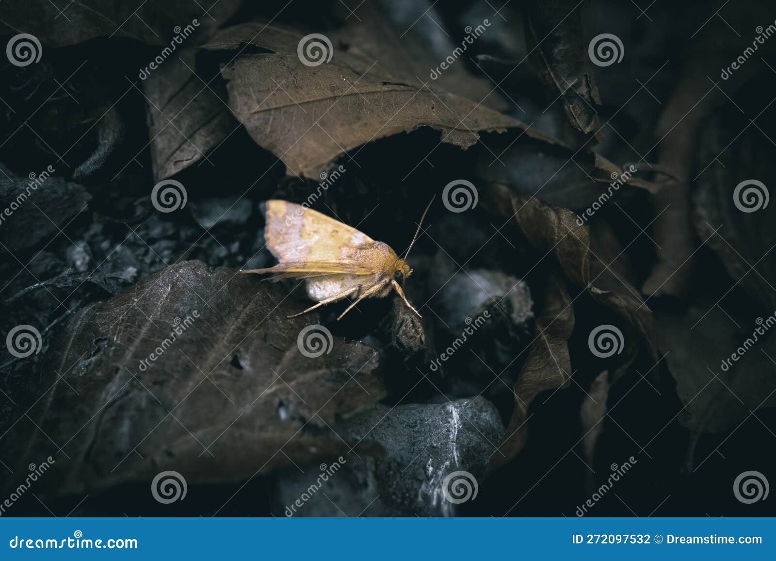 Small Orange Moth on Dry Leaves Stock Photo - Image of plant, outdoors ...