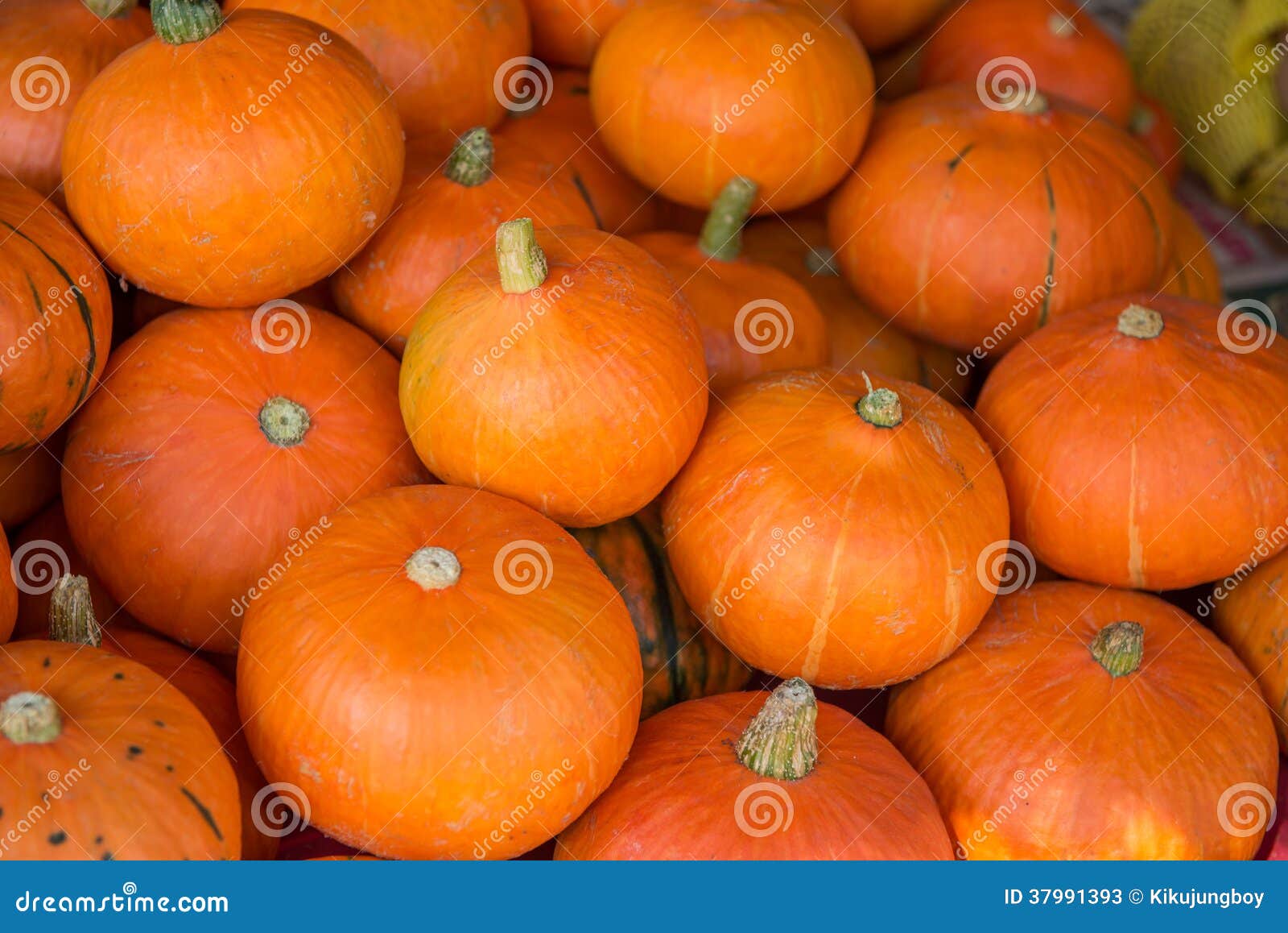 Small Orange pumpkins stock image. Image of holiday, edible - 37991393