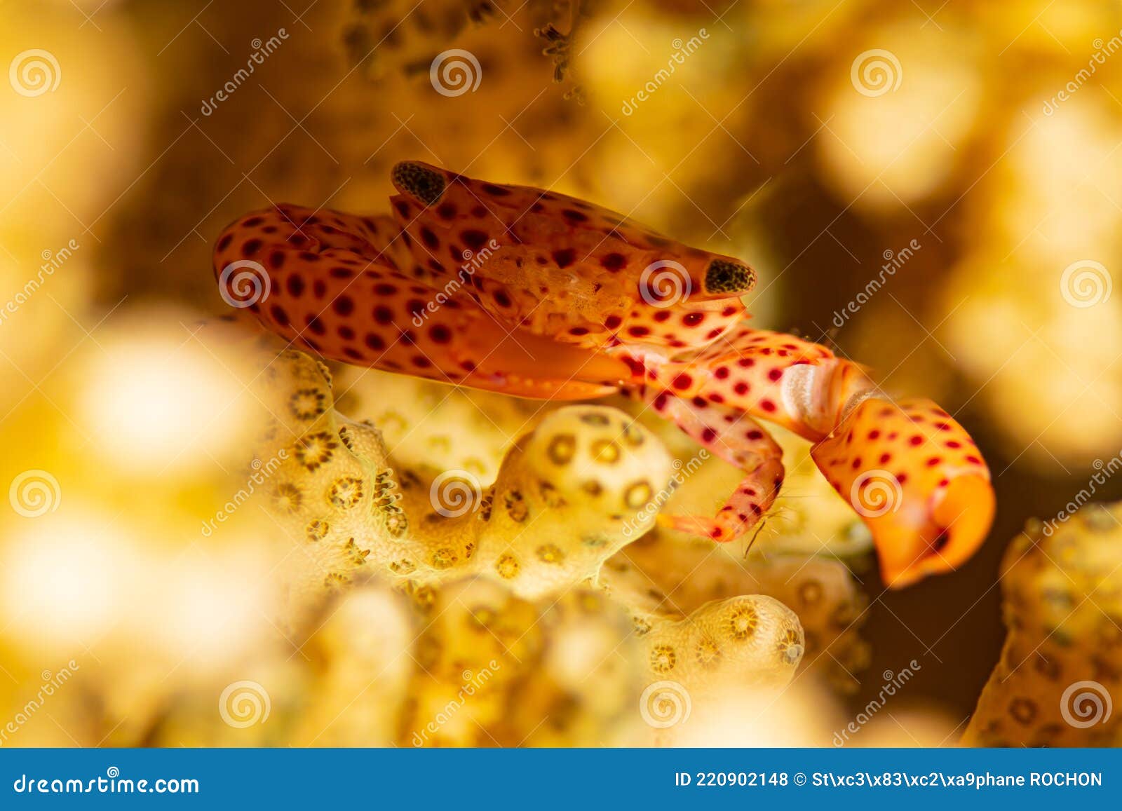 Red-Spotted Guard Crab Royalty-Free Stock Photography | CartoonDealer ...