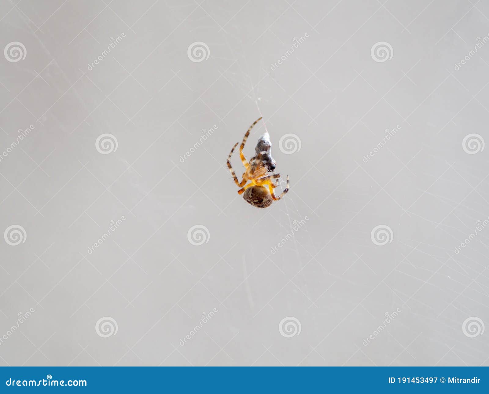 A Spider Catching A Stink Bug In His Web Stock Photography ...