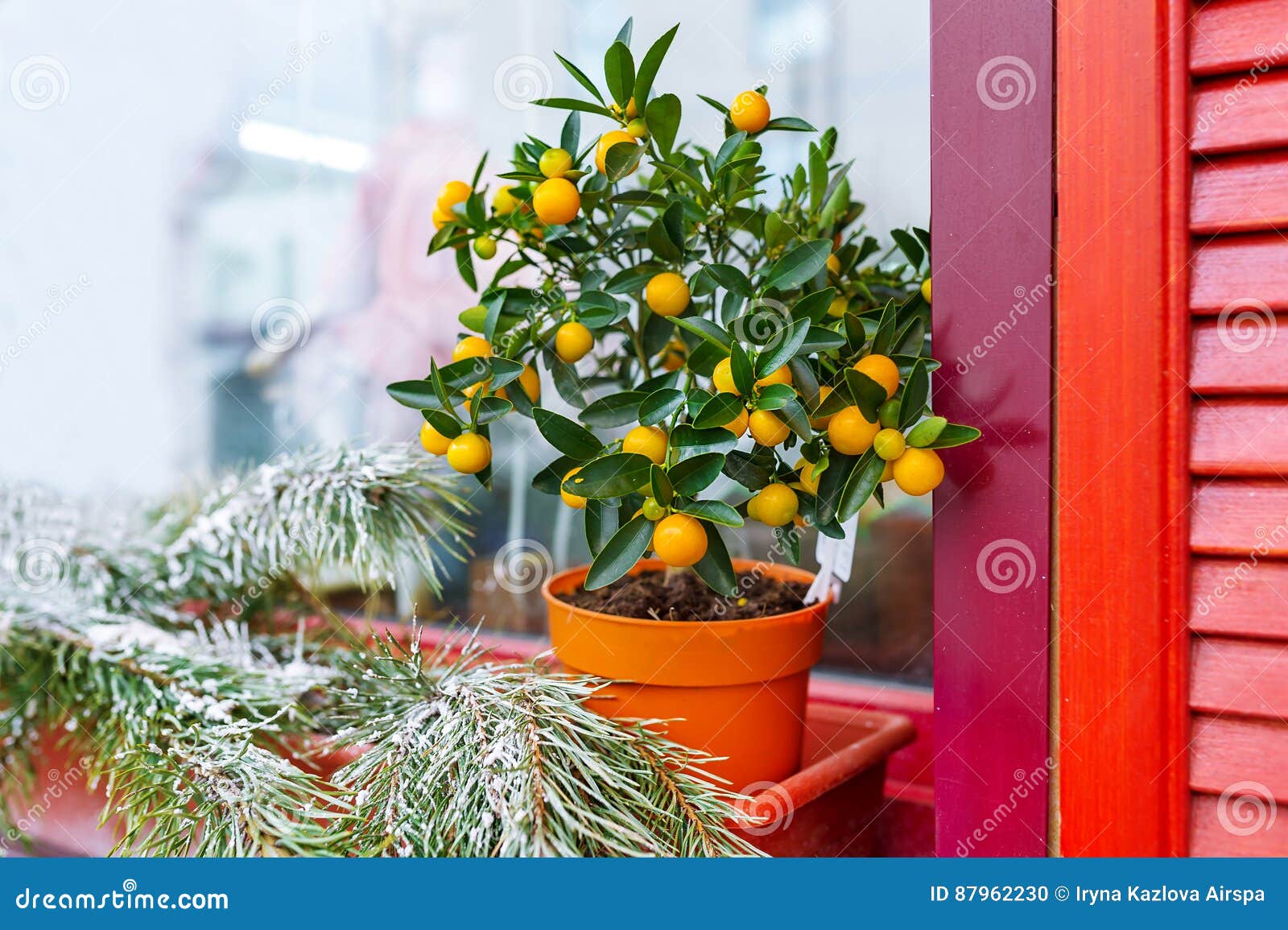 Small Orange Tree in Flowerpot. Stock Photo - Image of citrus, nature ...