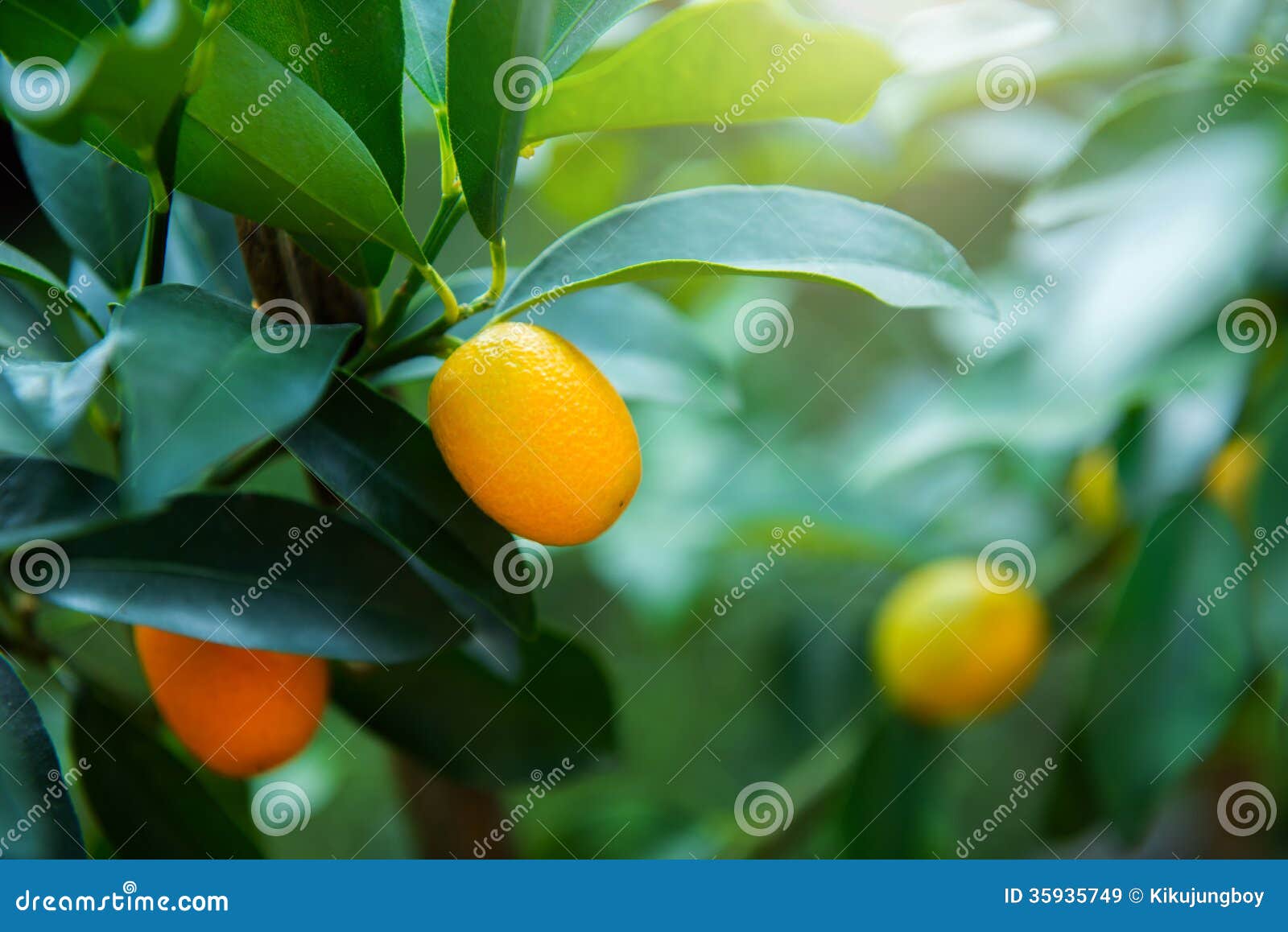 Small Orange on the tree stock image. Image of environment - 35935749