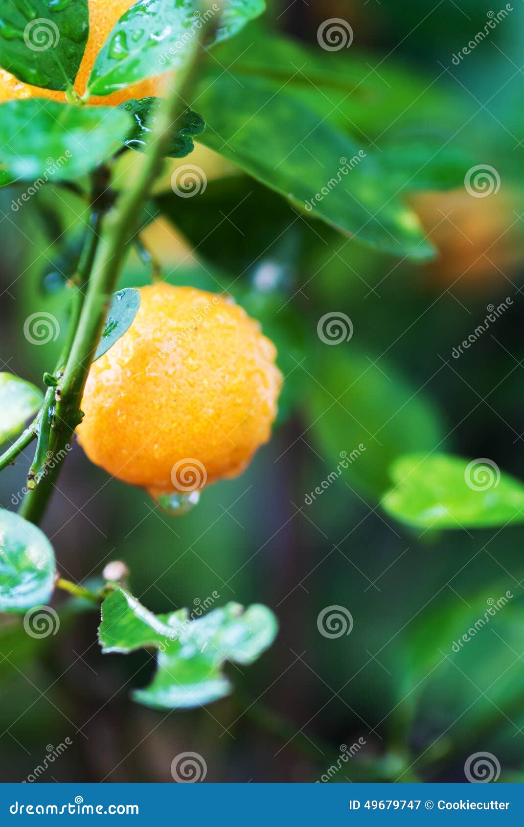 Small orange tree stock image. Image of rustic, nature - 49679747
