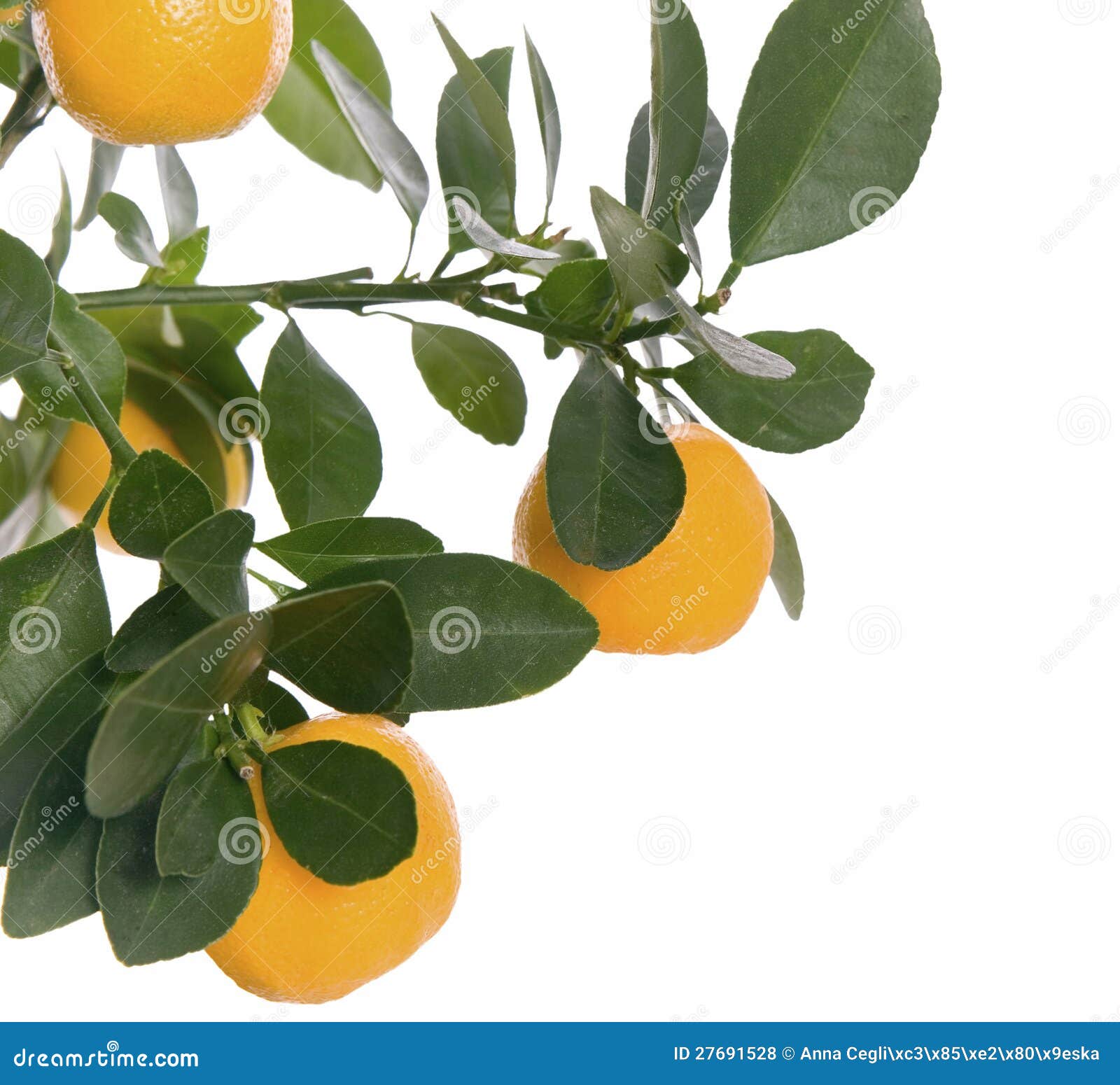 Small Orange on Tree Isolated - Macro Stock Photo - Image of potted ...
