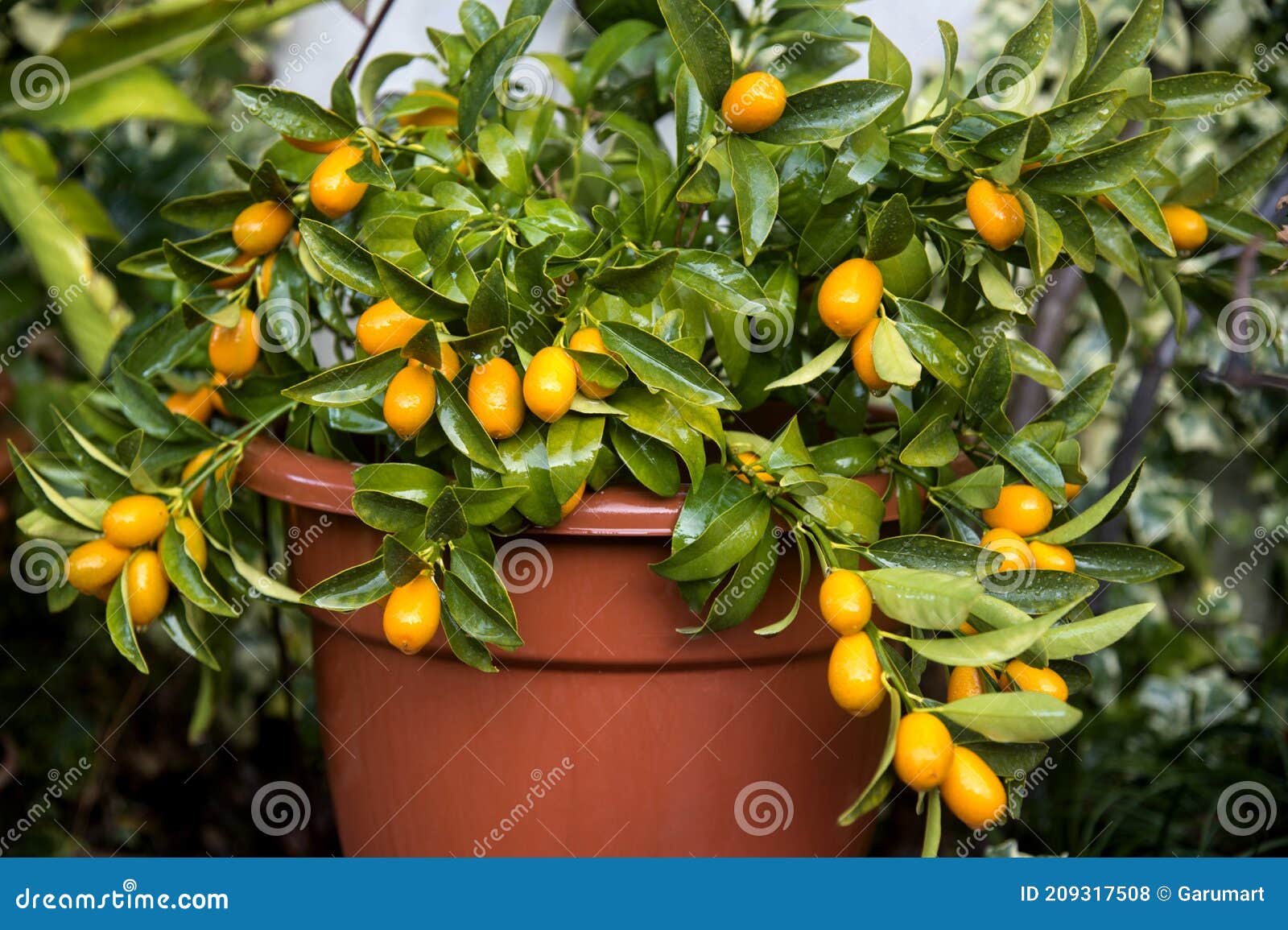 Small Orange Tree of Oval Oranges in a Pot Stock Photo - Image of ...