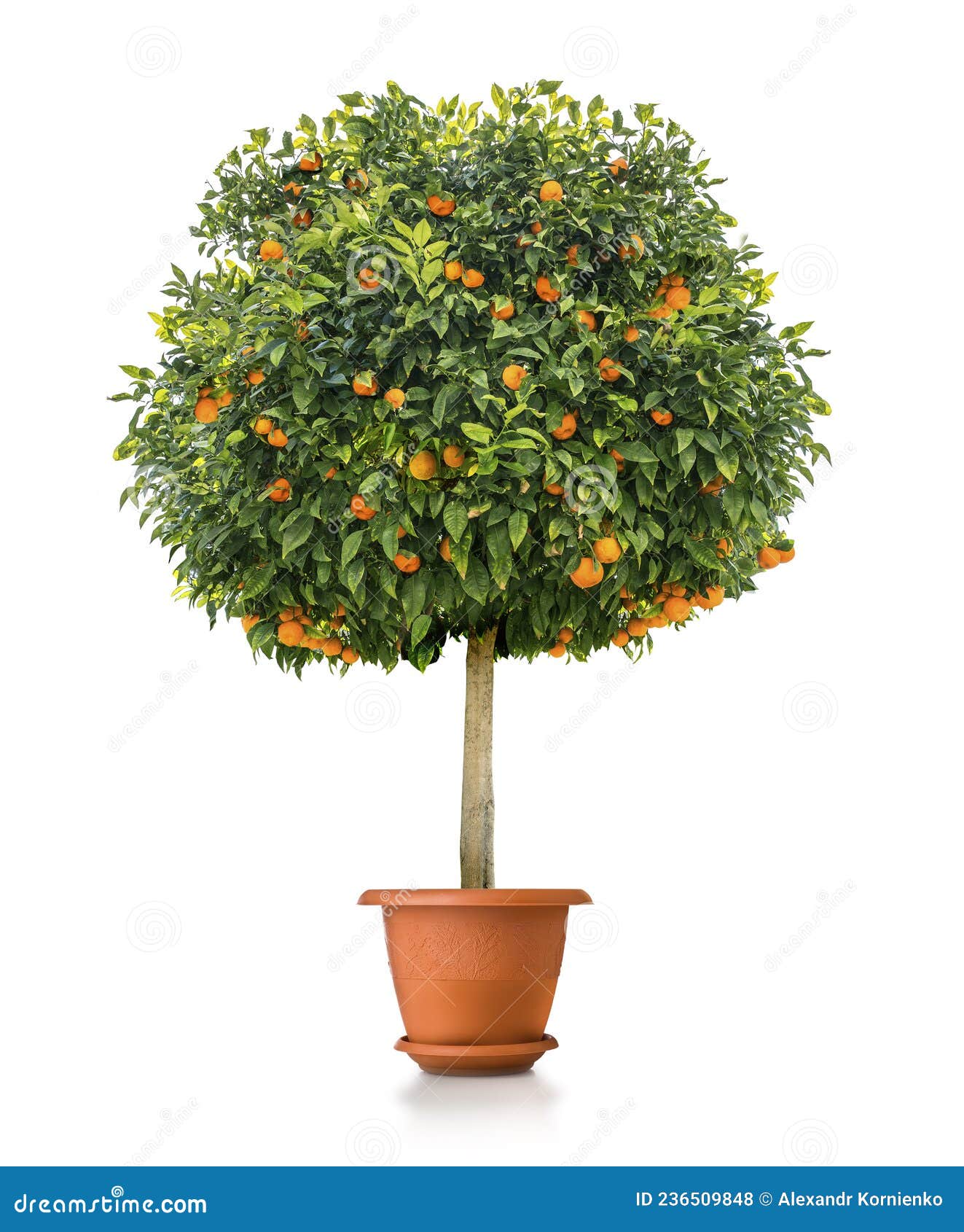 Small Orange Tree Plant in Pot Stock Photo - Image of leaf, lime: 236509848