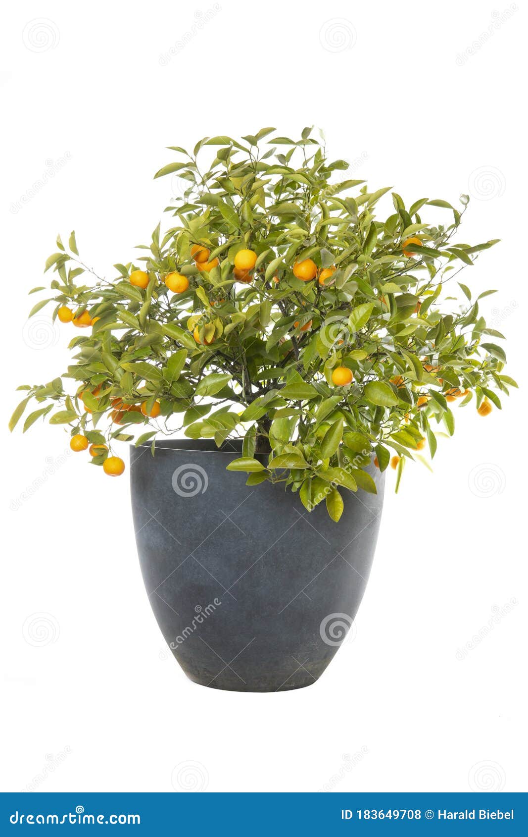 Small Orange Tree with Ripe Oranges Stock Photo - Image of isolated ...