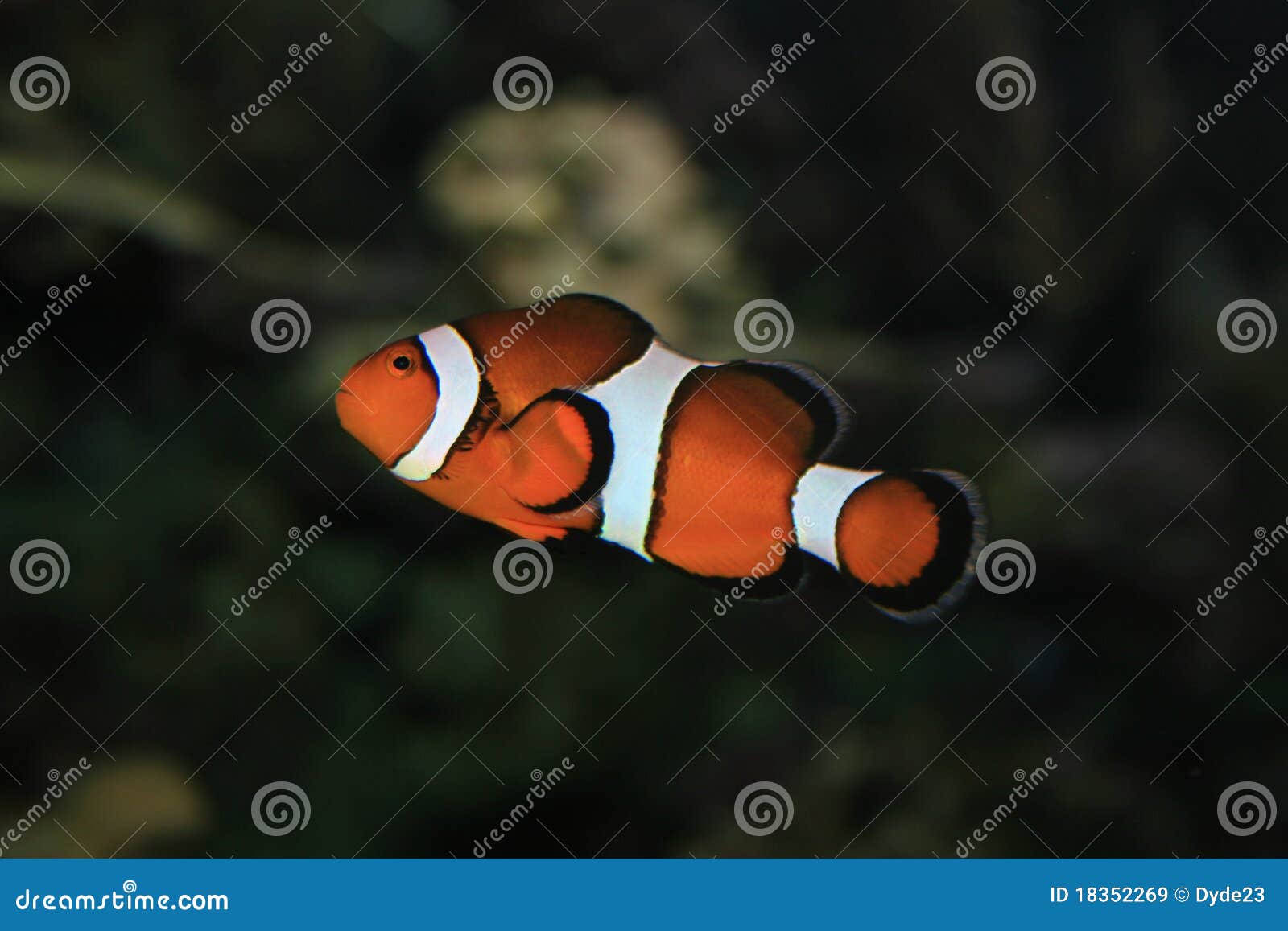 Small Orange,white and Black Fish Stock Image - Image of single, ocean ...