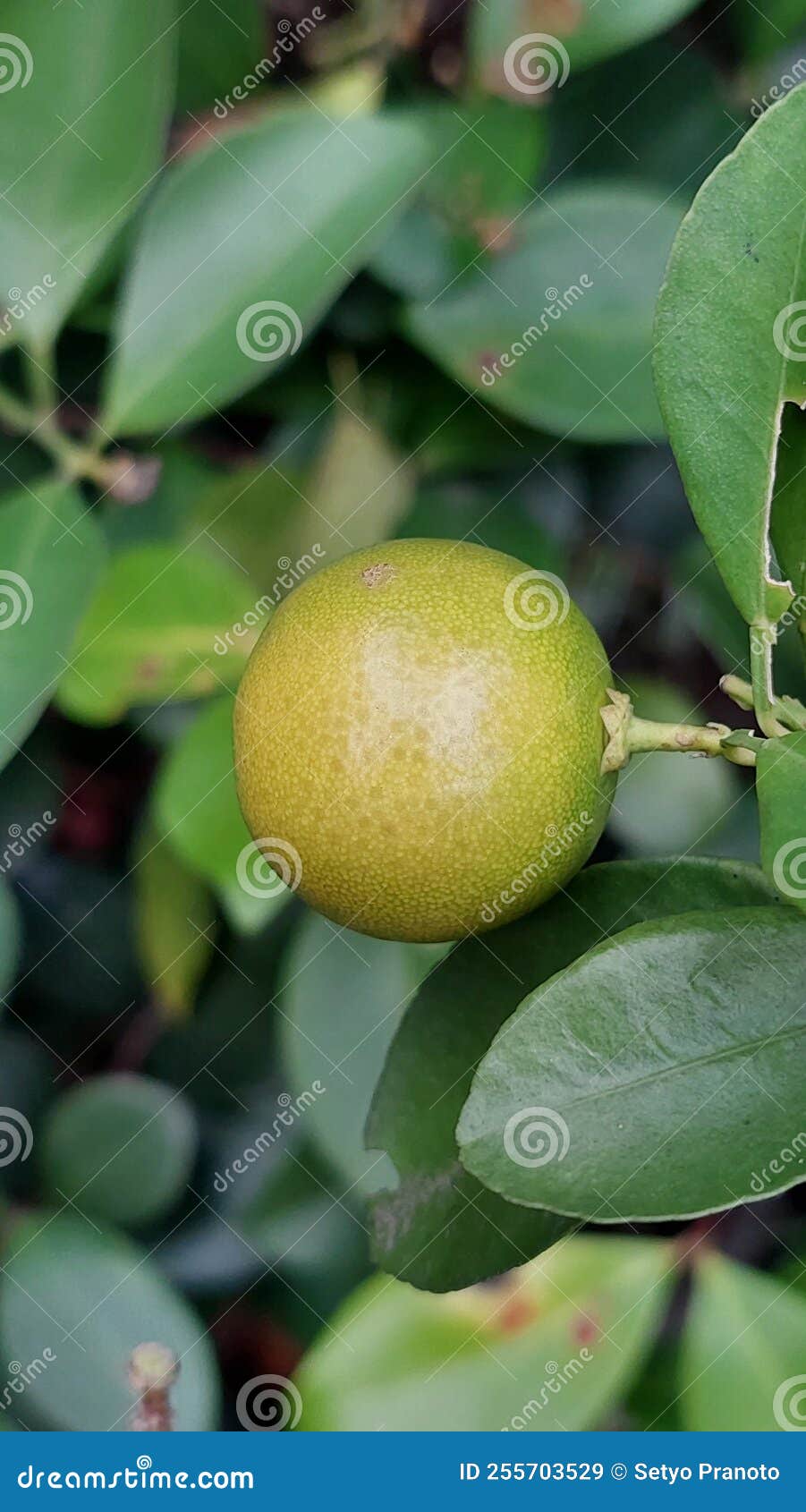 Small Oranges that Look Very Refreshing Plus a Little Sun Stock Image ...