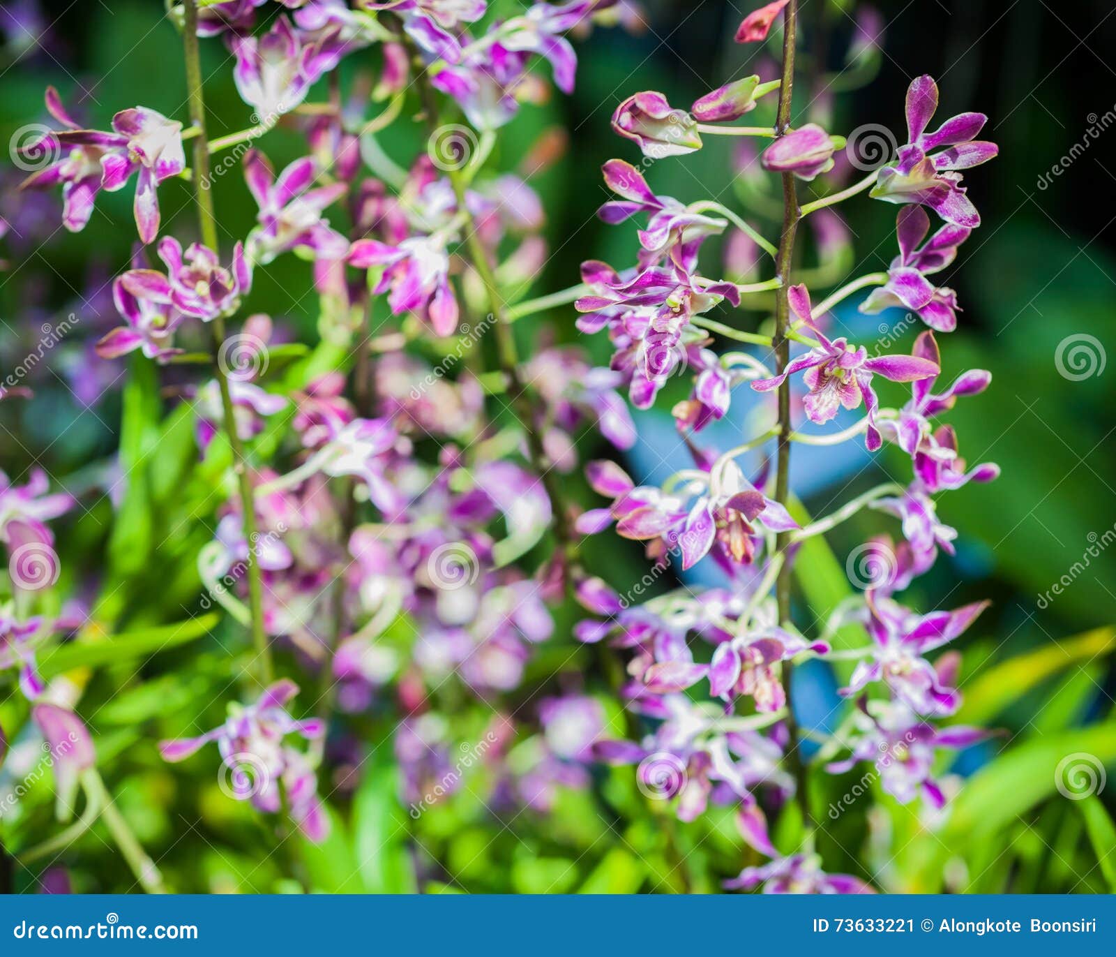 Small orchid blooming. stock image. Image of looking - 73633221