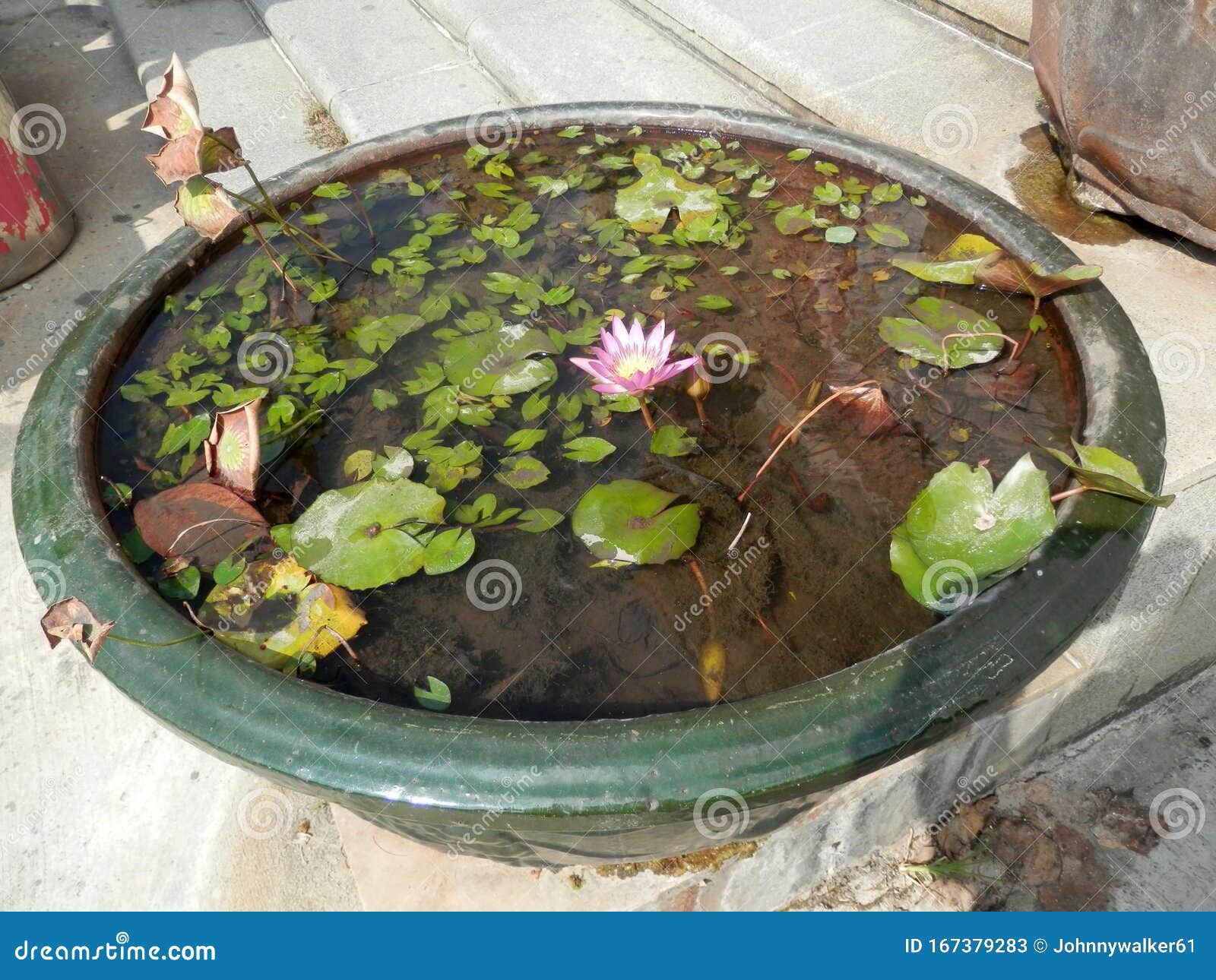 Small Ornamental Container with Single Water Lily in Flower Stock Image ...