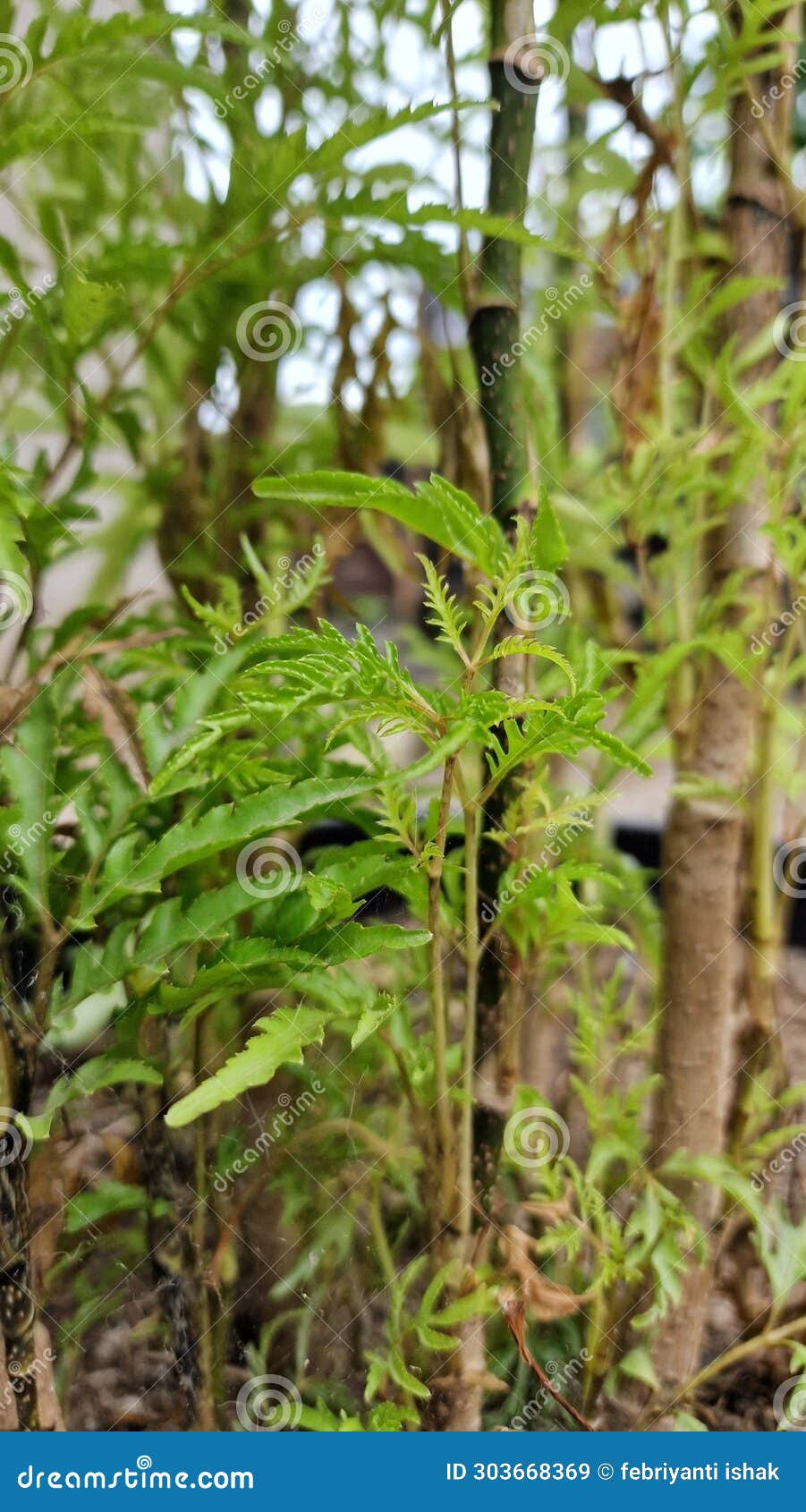Small Ornamental Tree Plant with Unique Leaf Shape Stock Image - Image ...