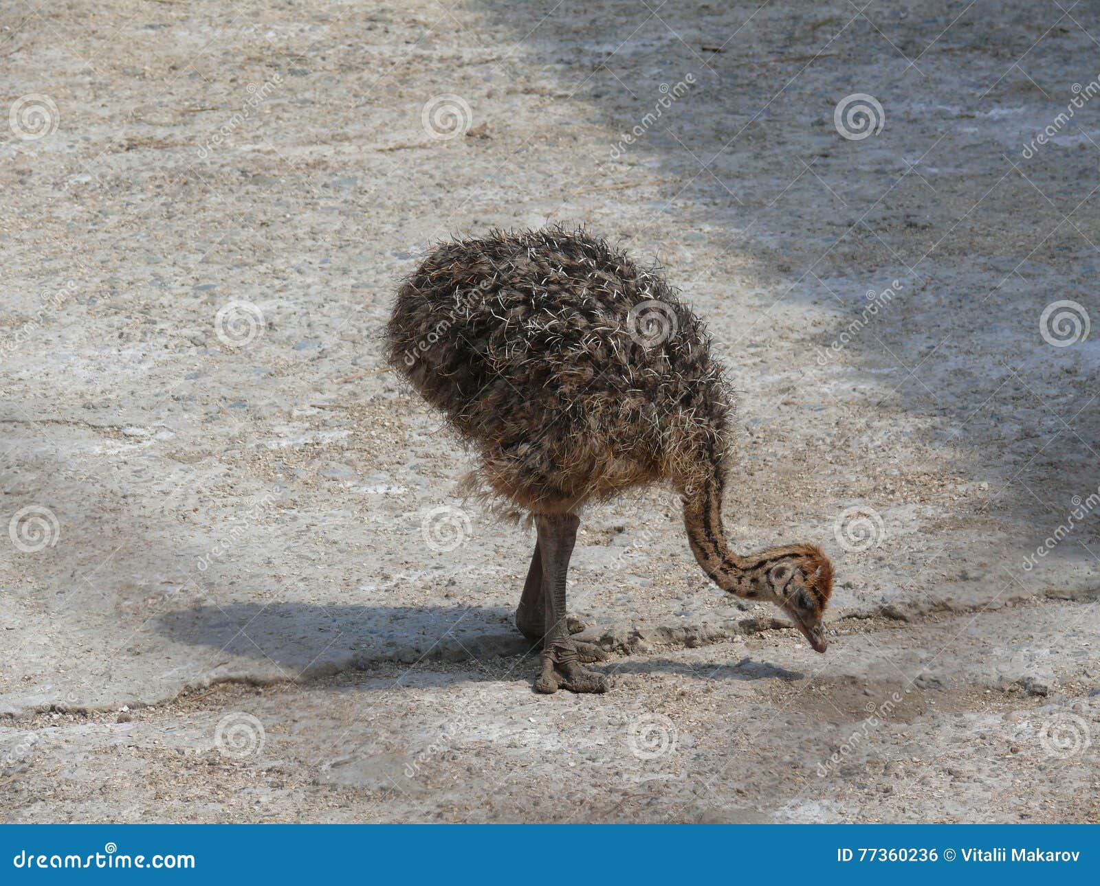 Small ostrich stock photo. Image of scenic, natural, baby - 77360236