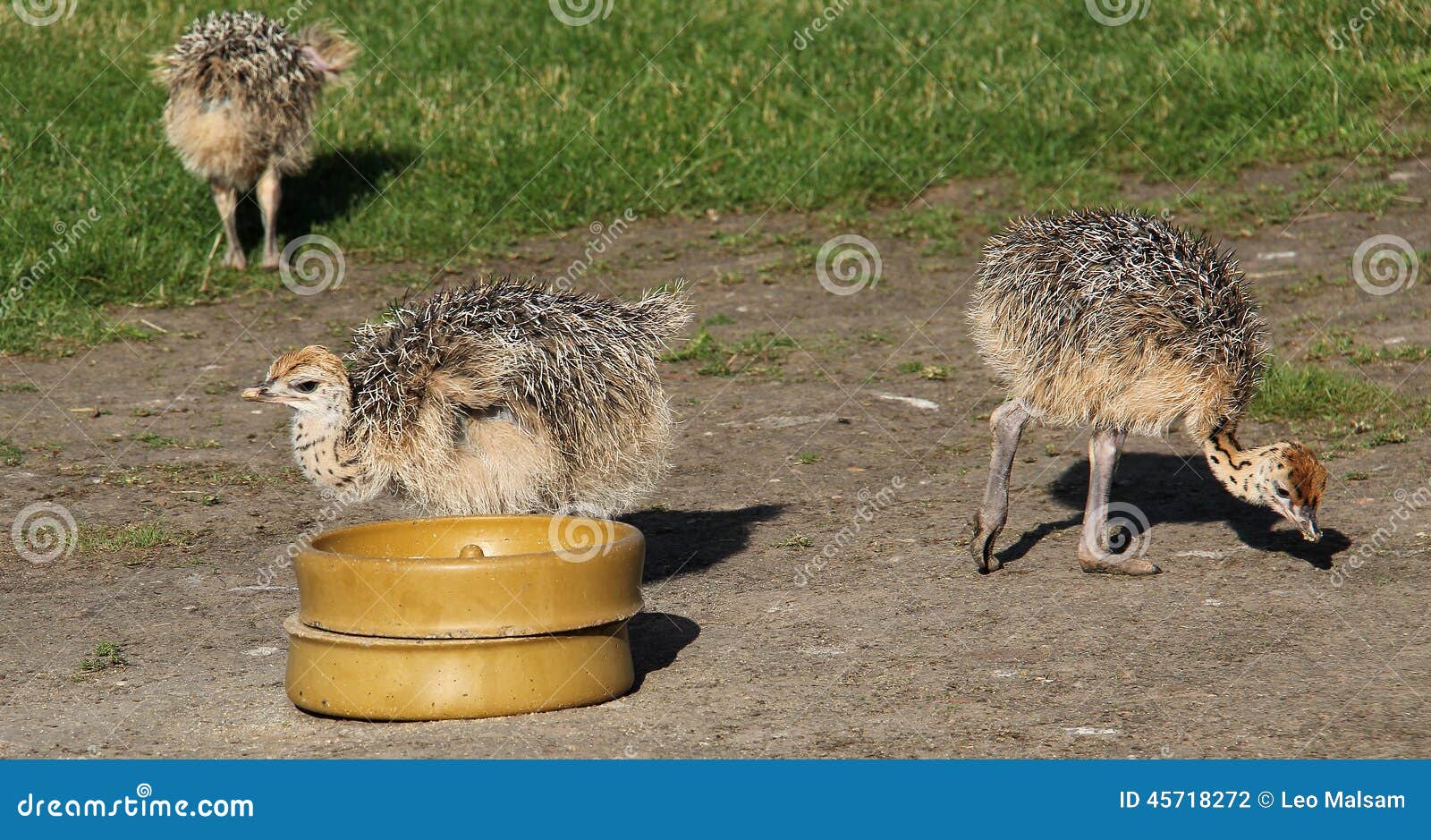 Small ostrich stock photo. Image of close, trough, wild - 45718272