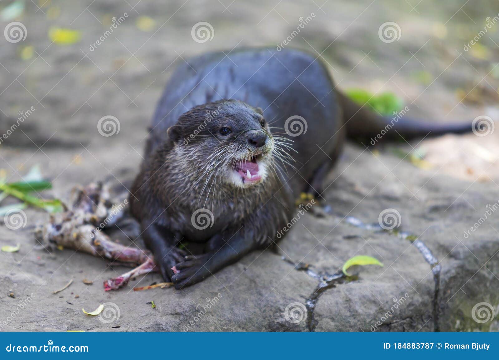 The Small Otter - Lutra Lutra - Eats Meat. he Has an Open Mouth, Teeth ...