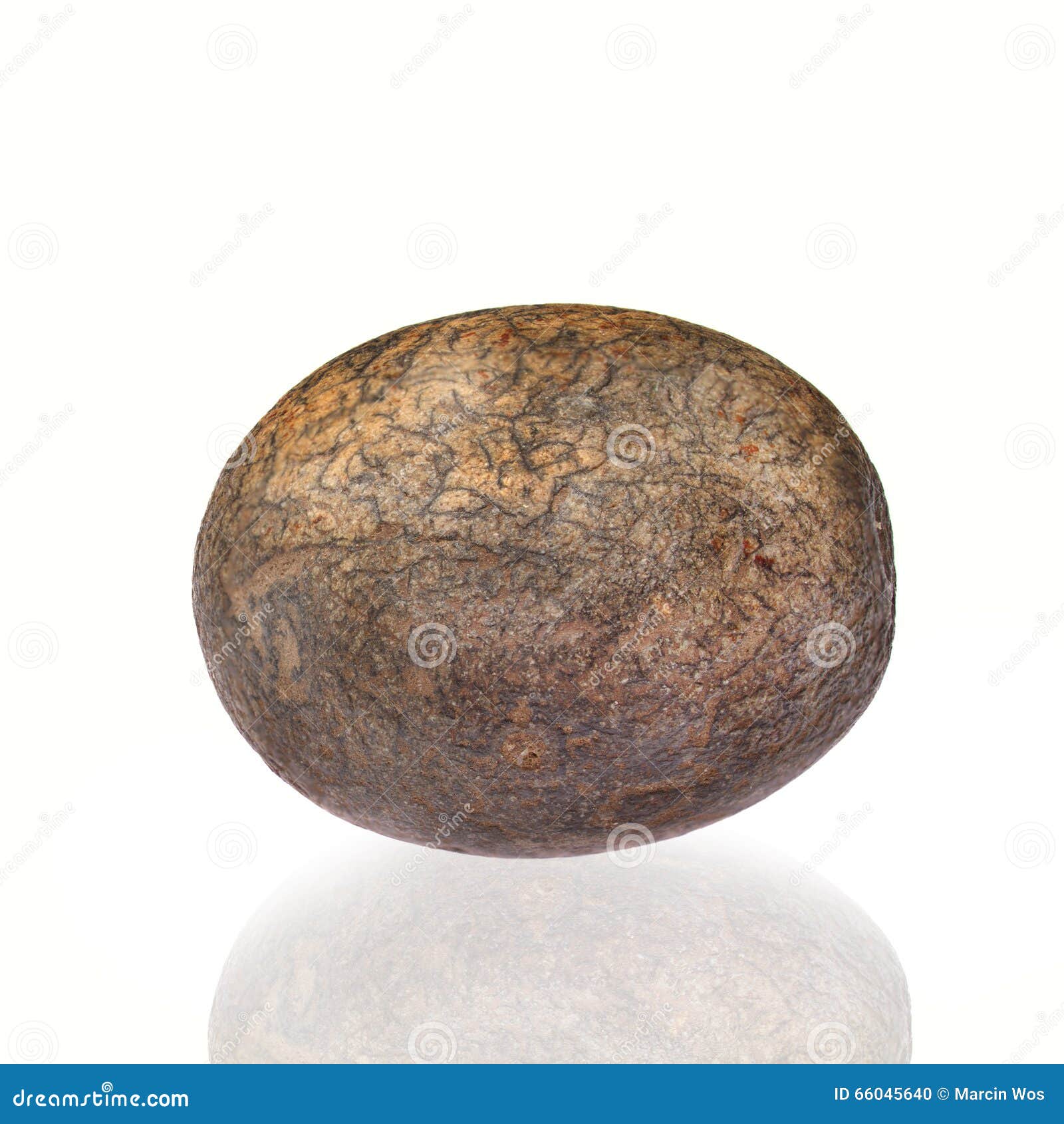 Small Oval Brown Stone Isolated on a White Background. Stock Photo ...