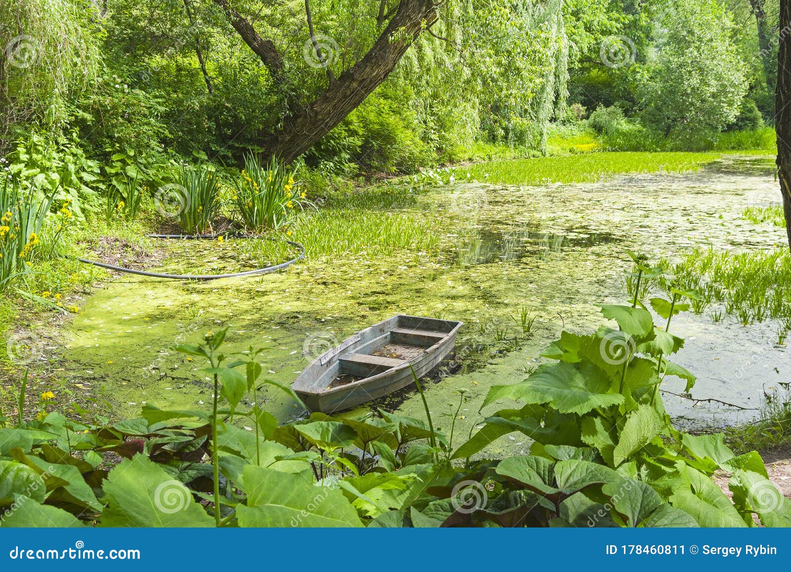 Small Overgrown Pond Royalty-Free Stock Photo | CartoonDealer.com ...
