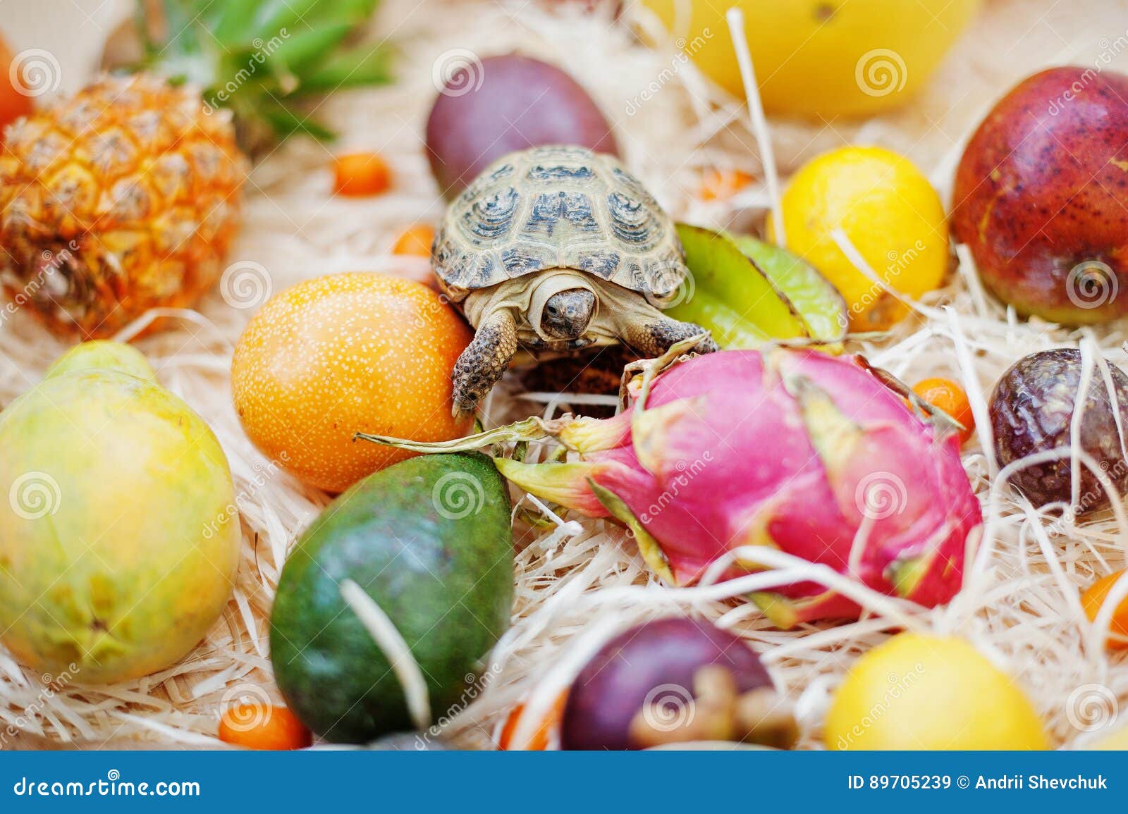 Small Overland Turtle on Fresh Exotic Fruits. Stock Image - Image of ...