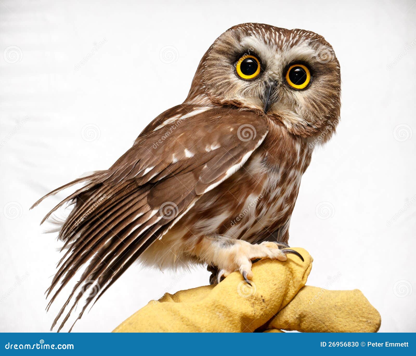 Small owl on hand stock photo. Image of wild, claw, bird - 26956830