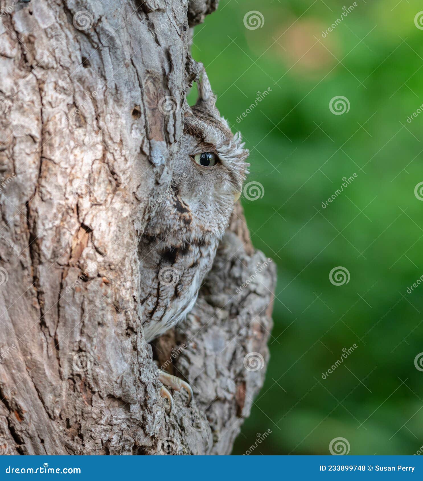 Small owl inside a tree stock photo. Image of grass - 233899748