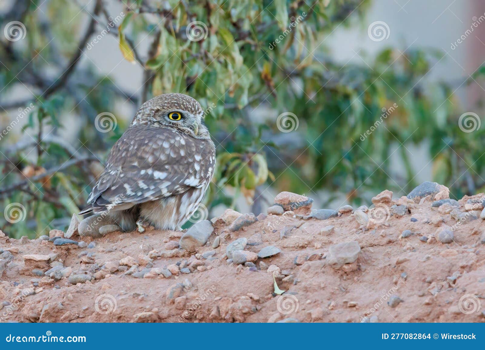 Small Owl Perched on a Rocky Surface Stock Photo - Image of rock ...