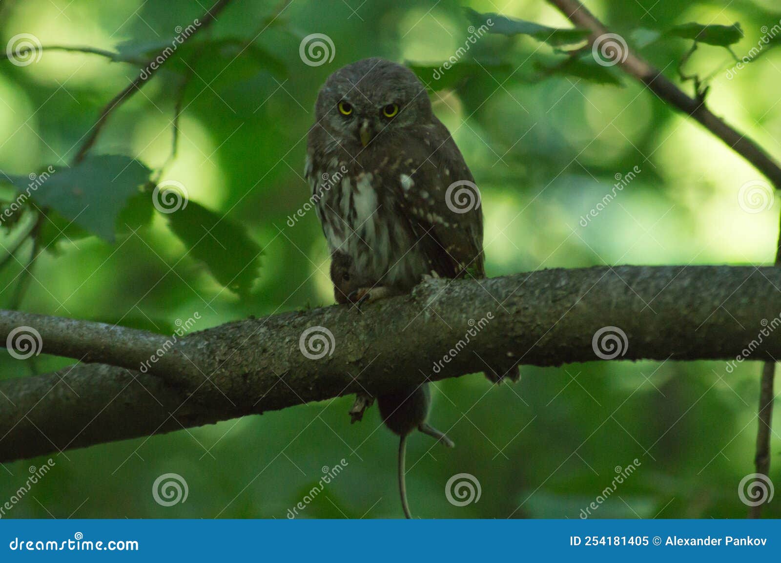 Small Owl Sitting on Tree Branch with Mouse in Claws Stock Image ...