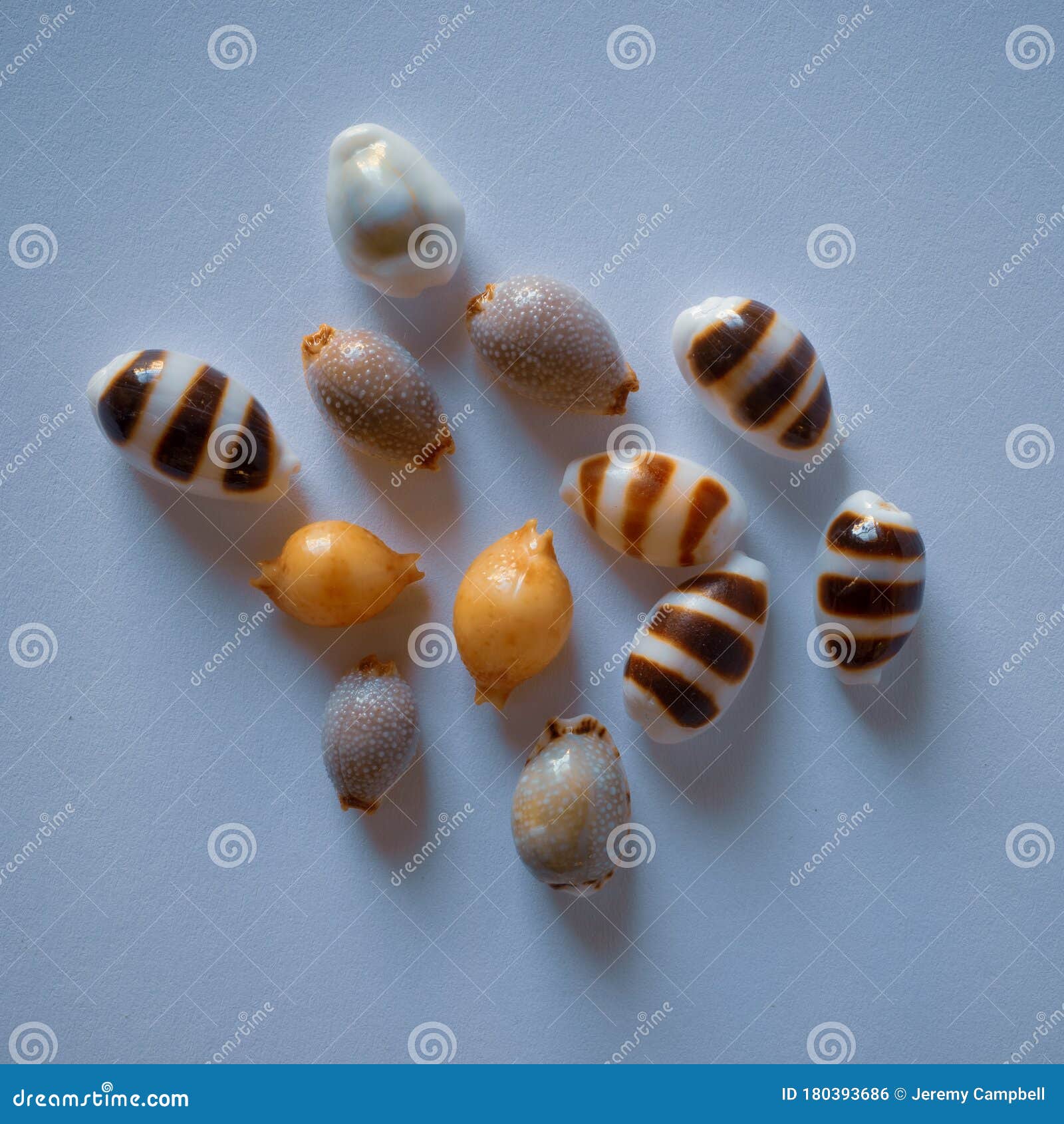 Sea Shell Collection With A Large Variety Of Shells, Sydney, NSFW ...