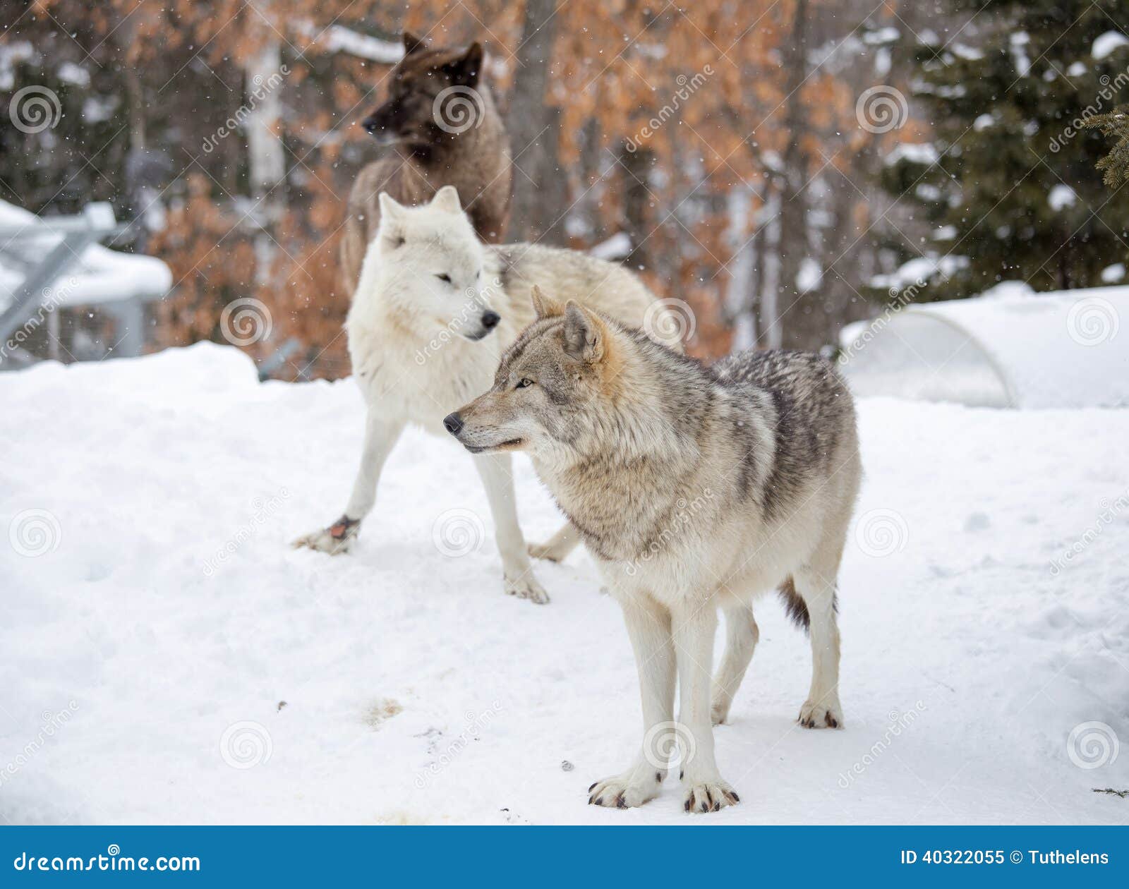 A Small Pack of Three Eastern Timber Wolves Stock Image - Image of ...