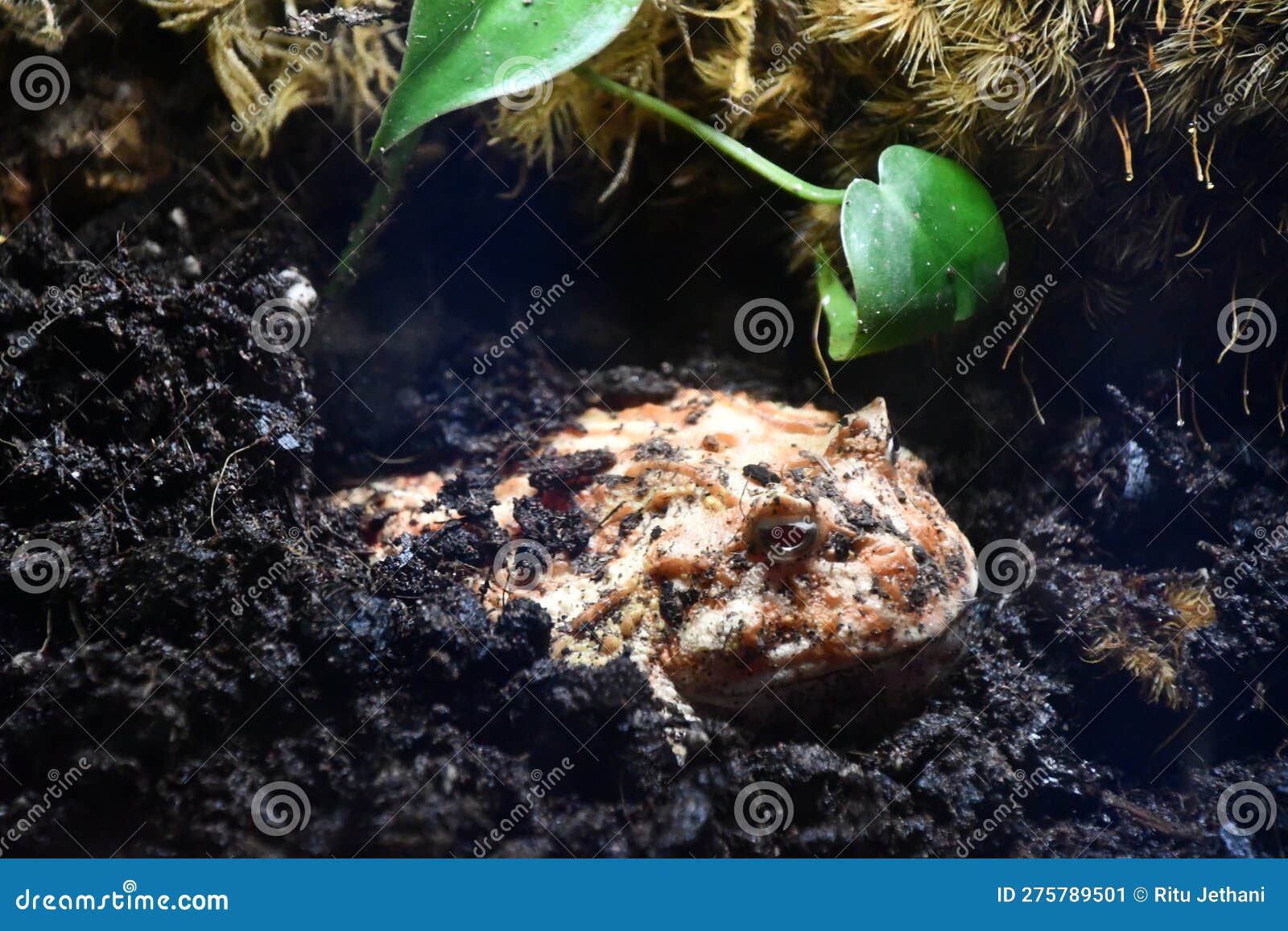 A Small Pacman Frog stock image. Image of animal, exotic - 275789501