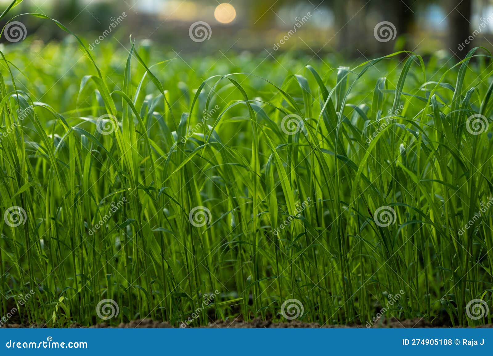 Small Paddy Rice Field Full of Green Site Stock Photo - Image of ...