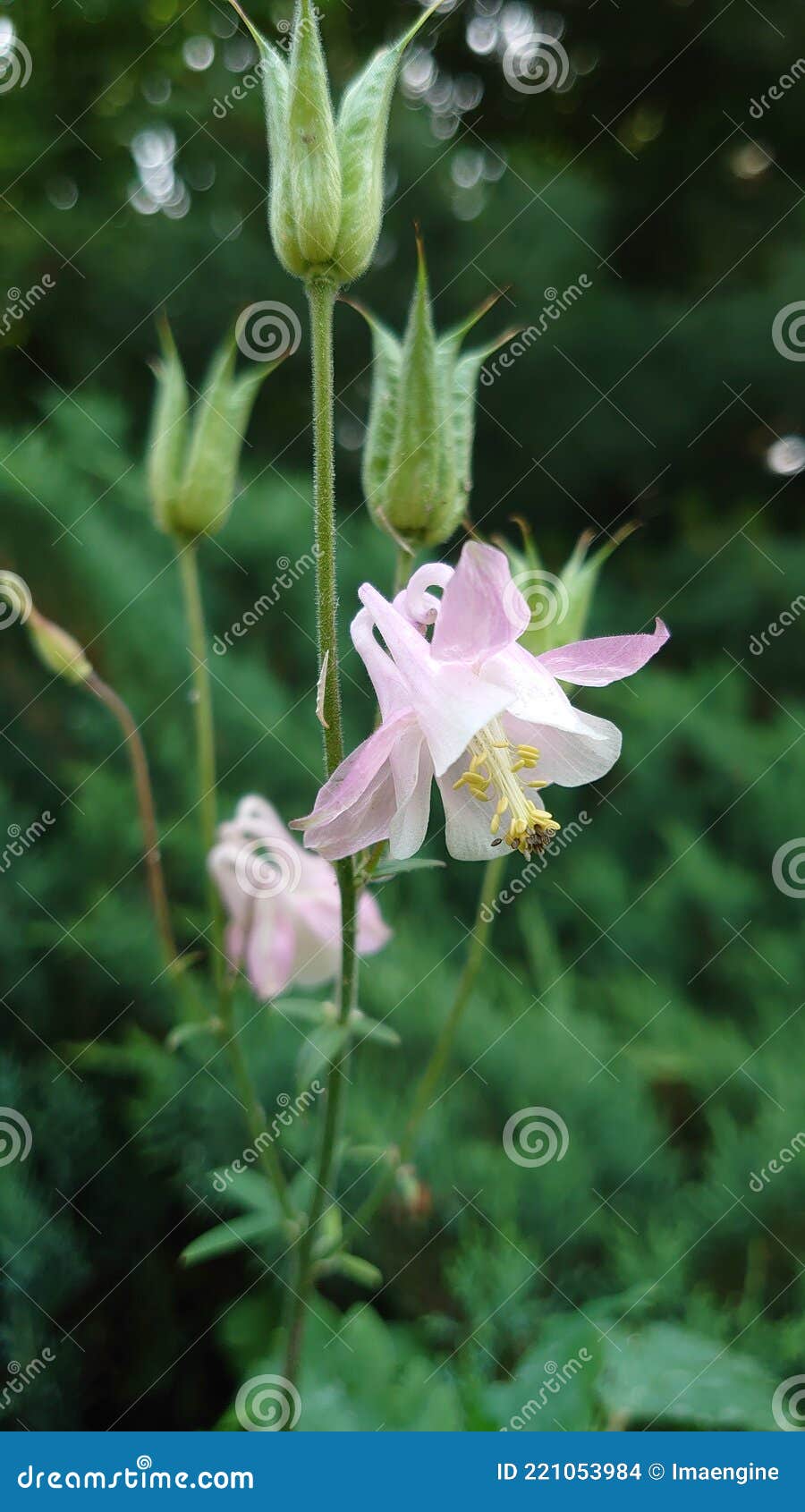 Small Pale Pink Bell Like Garden Flower Stock Photo - Image of leaf ...