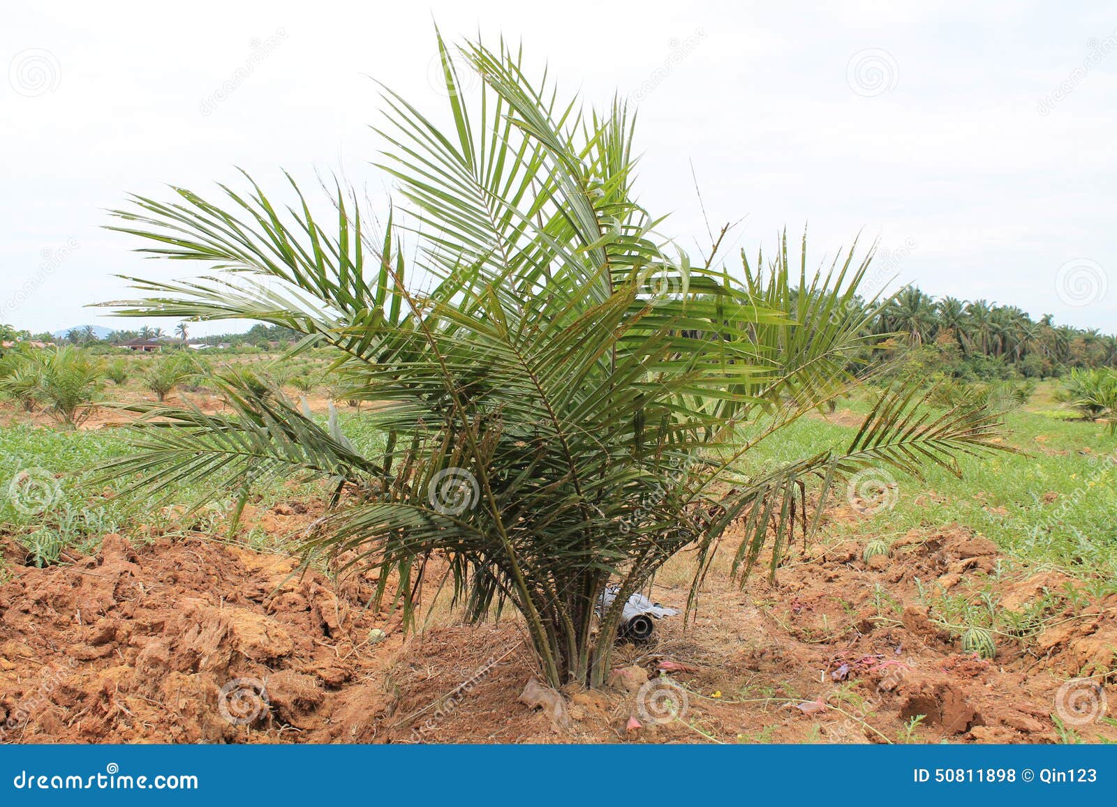 Small Palm Tree Stock Image | CartoonDealer.com #90106969