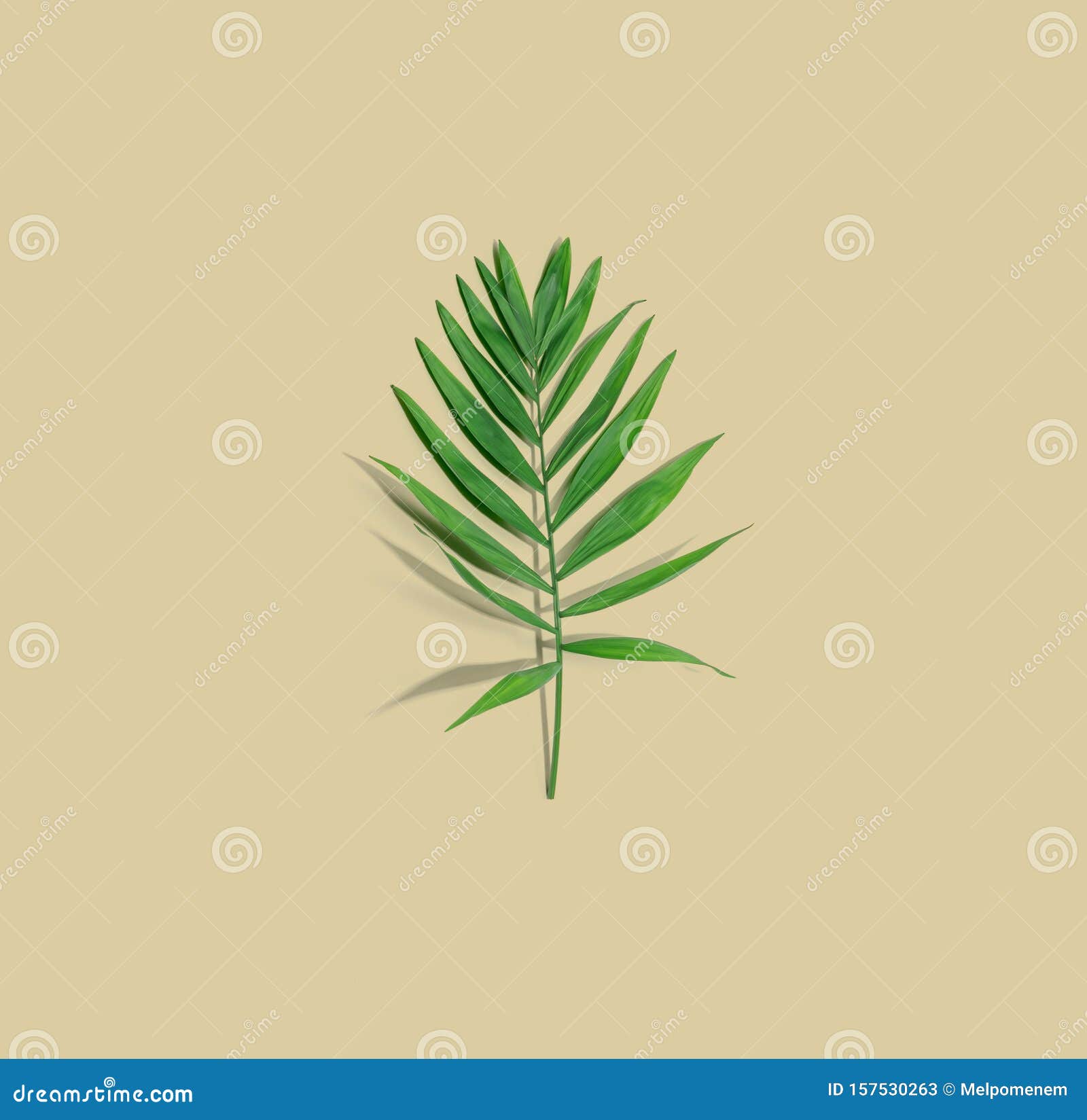 Small palm leaf from above stock image. Image of simplicity - 157530263
