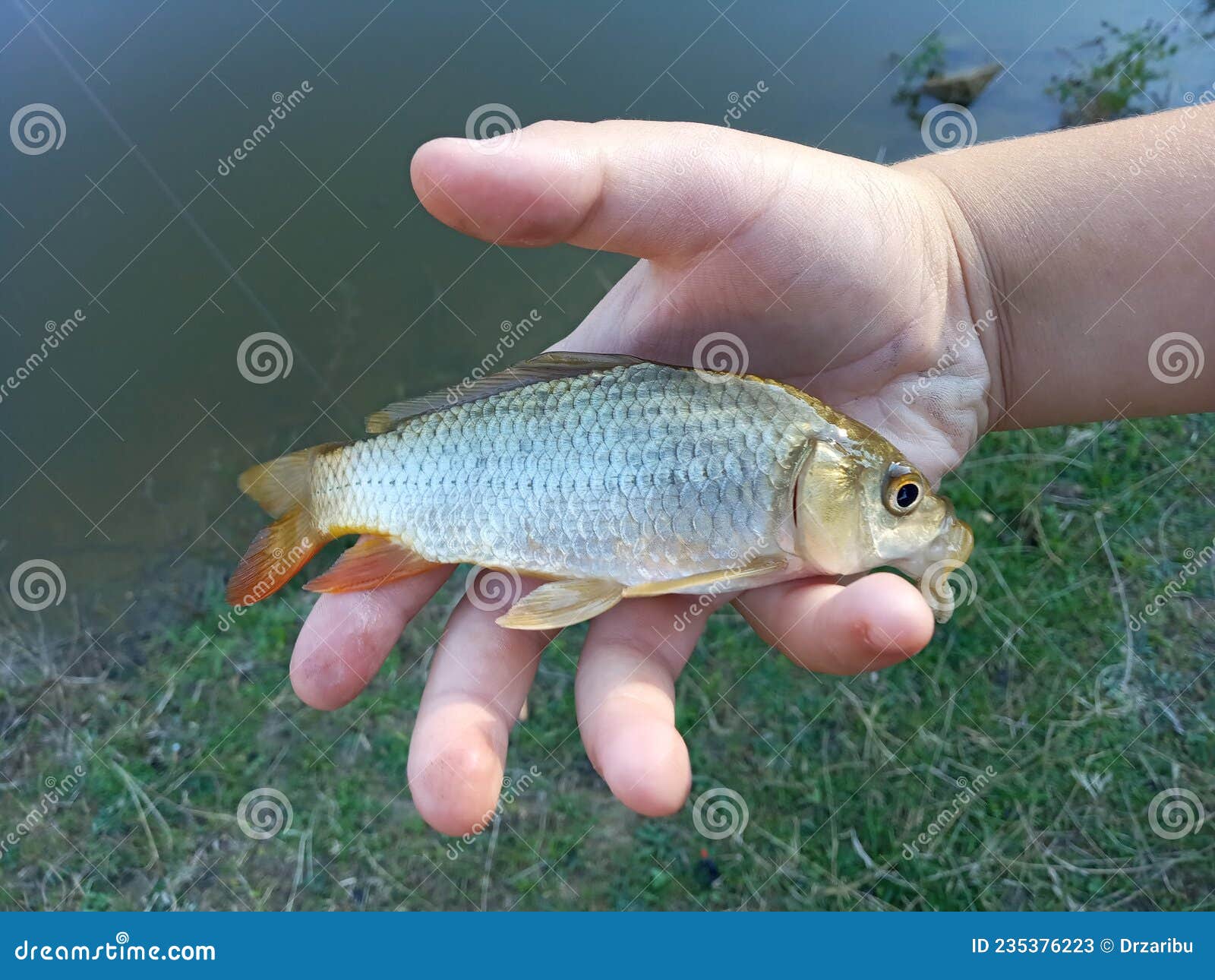 A Small Palm-sized Carp Fish Stock Image - Image of aquarium, palm ...