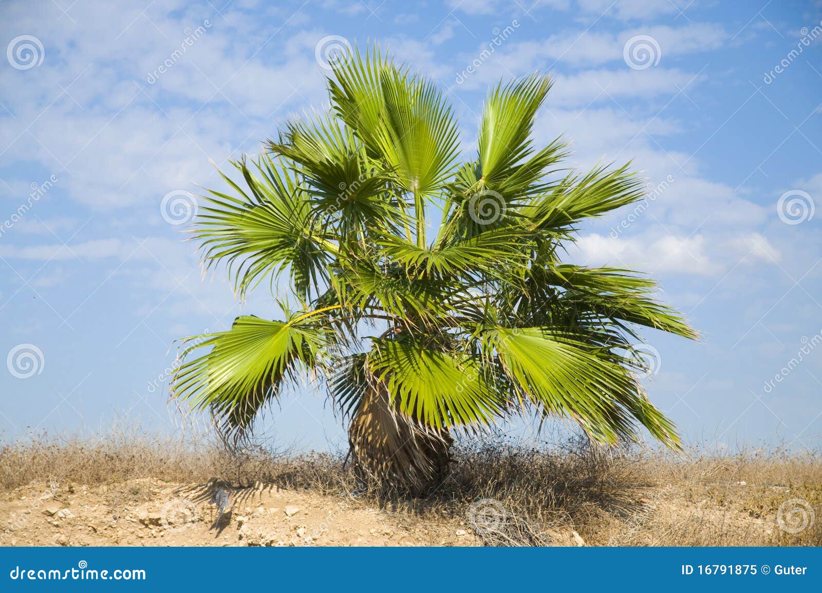 Small Palm tree stock image. Image of green, plant, lone - 16791875