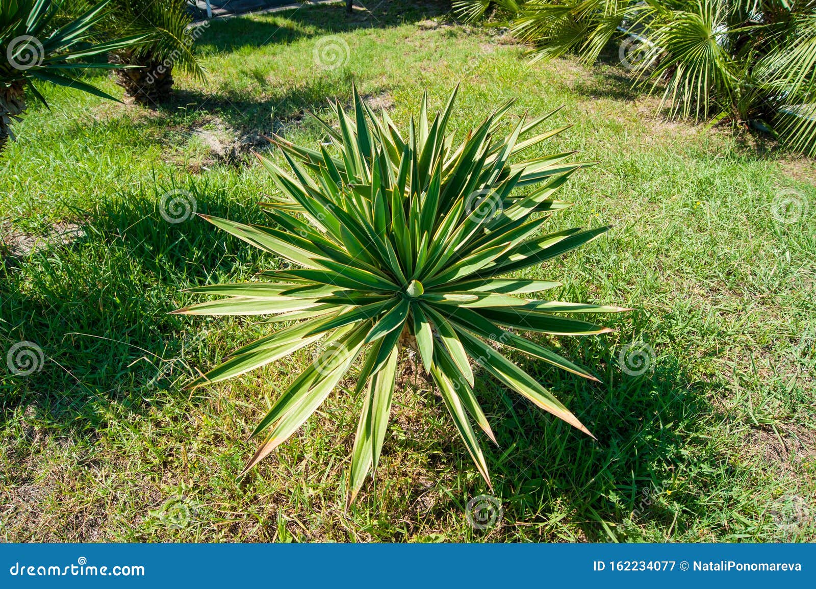 Small Palm Tree on a Background of Green Lawn, Top View Stock Image ...